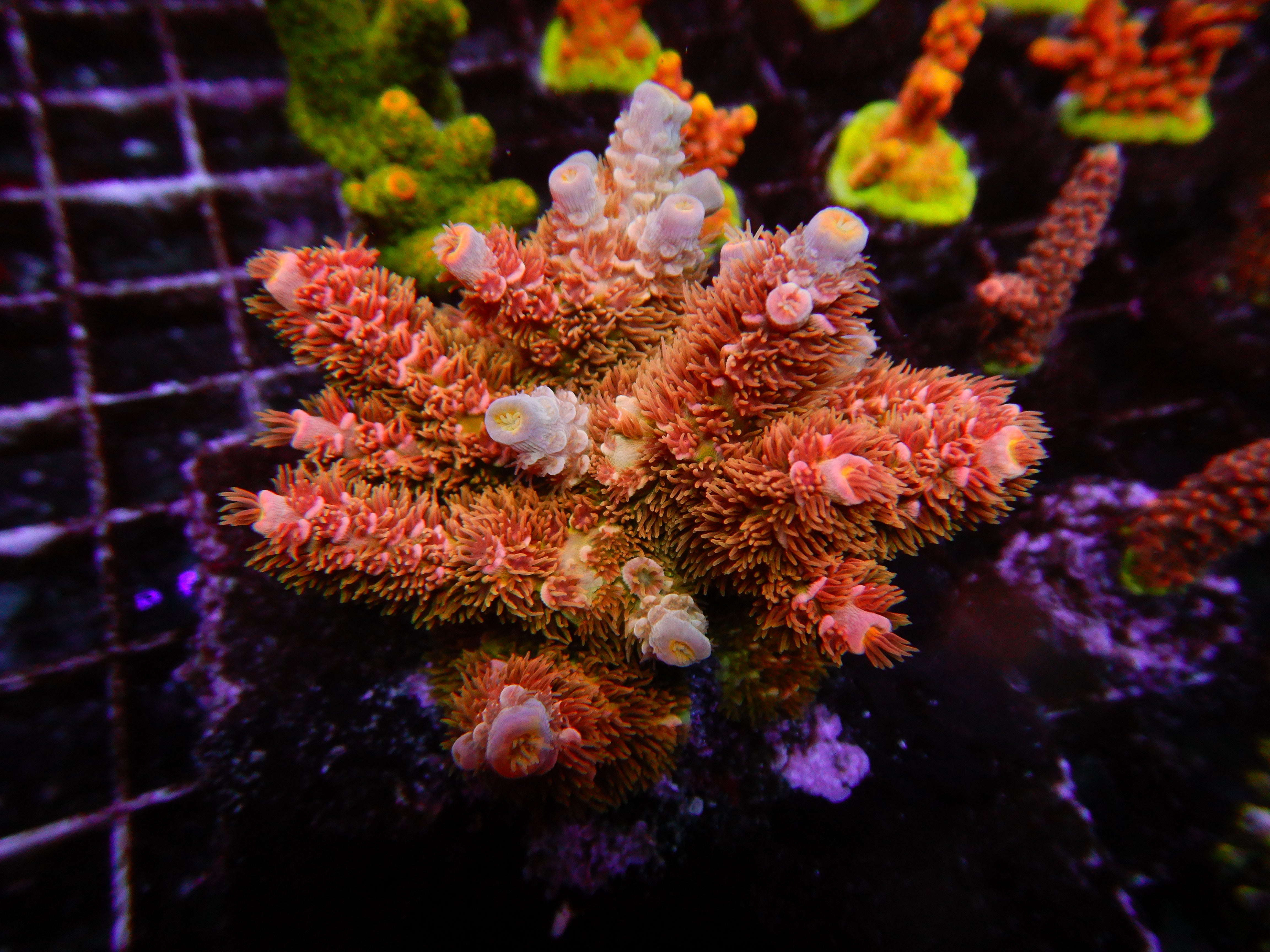 Acropora – Signature frags