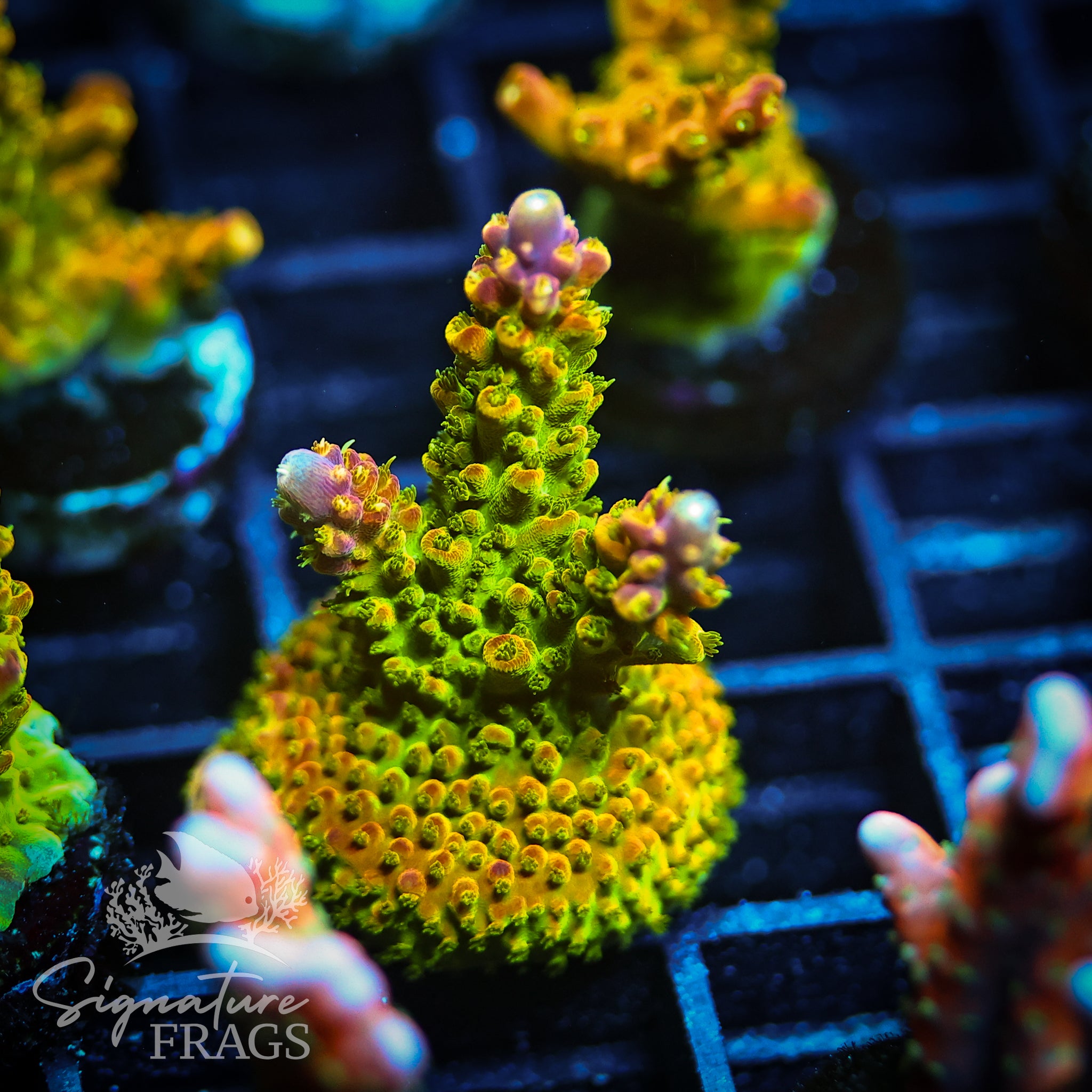 Acropora – Signature frags