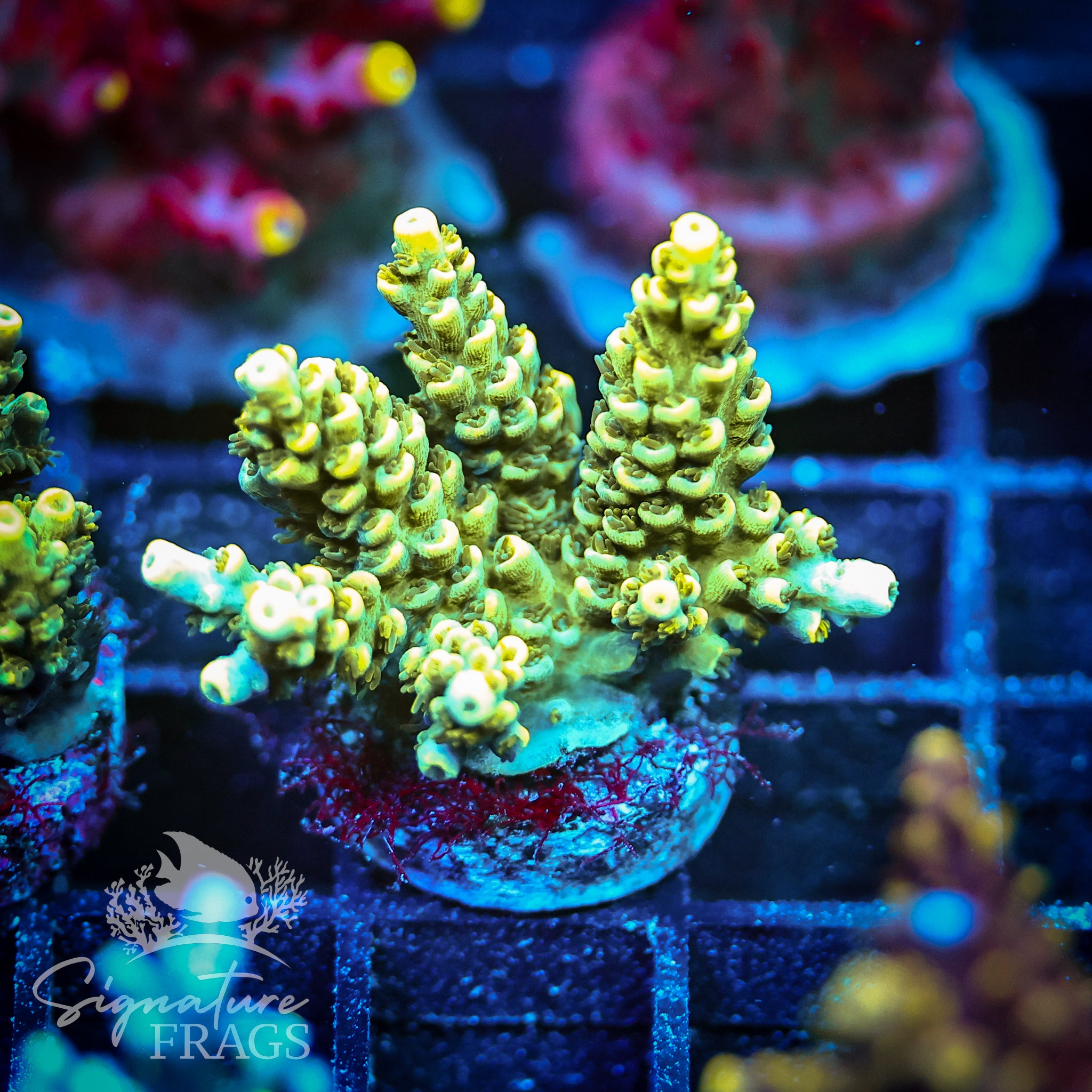 Acropora – Signature frags