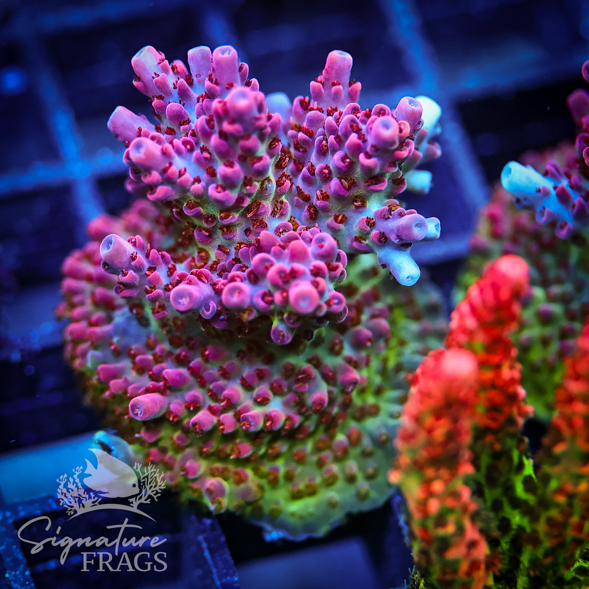 Acropora – Signature frags