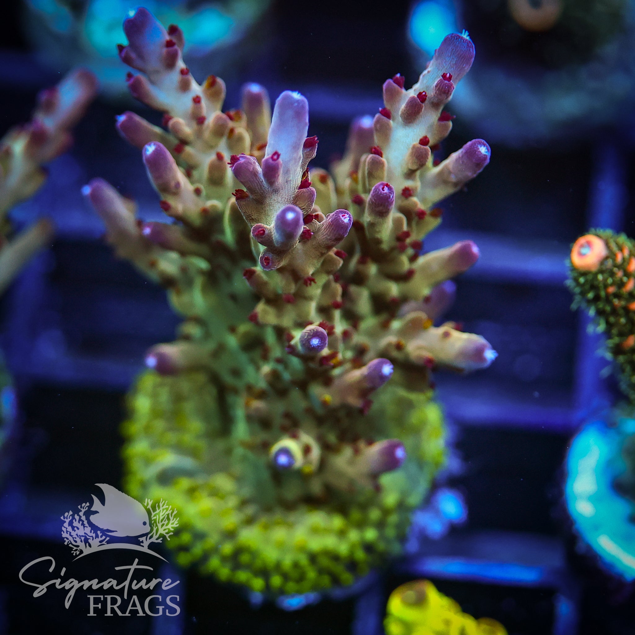 Acropora – Signature frags