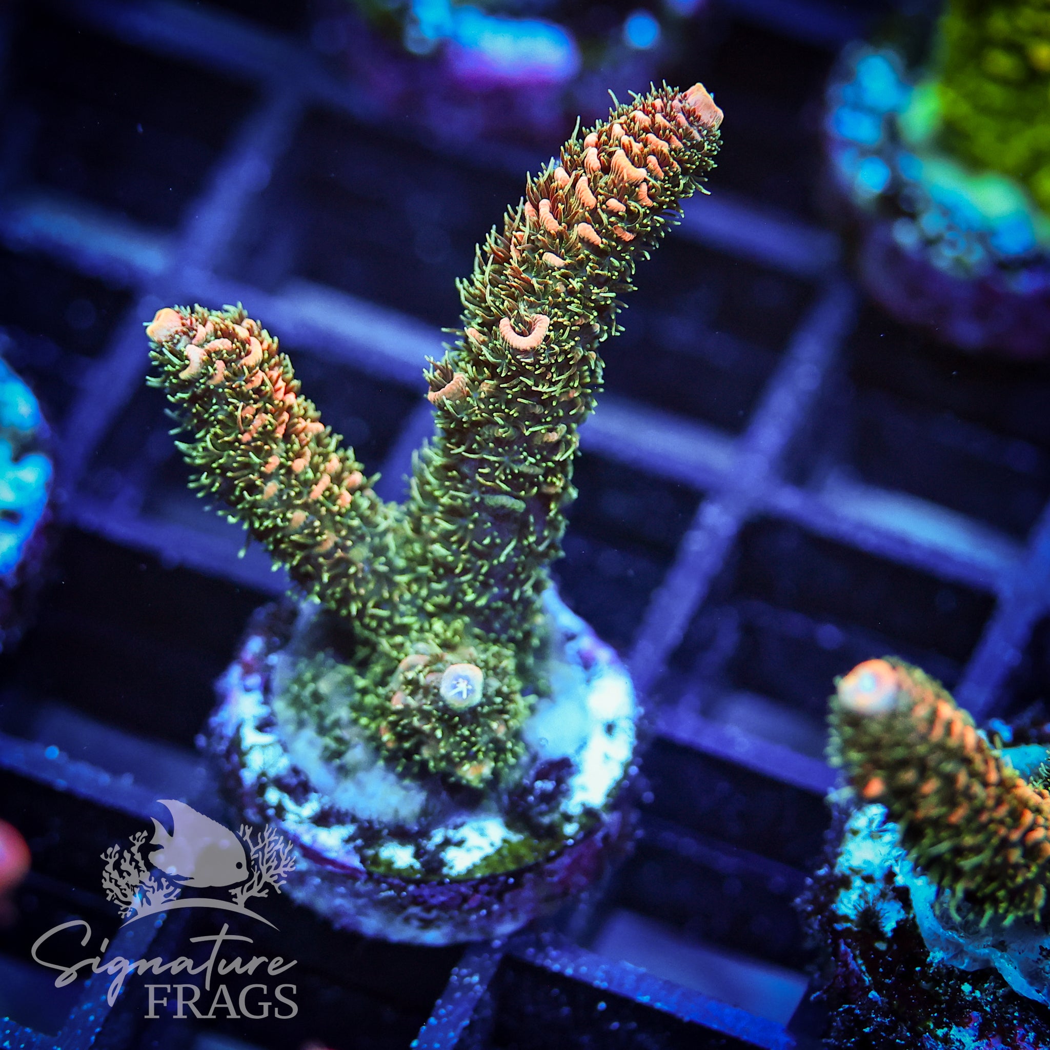 Orange Milli – Signature frags