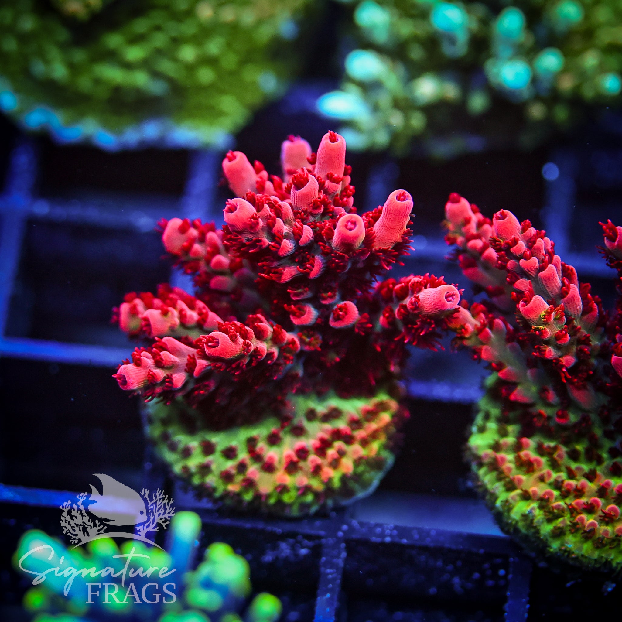 Prime – Signature frags