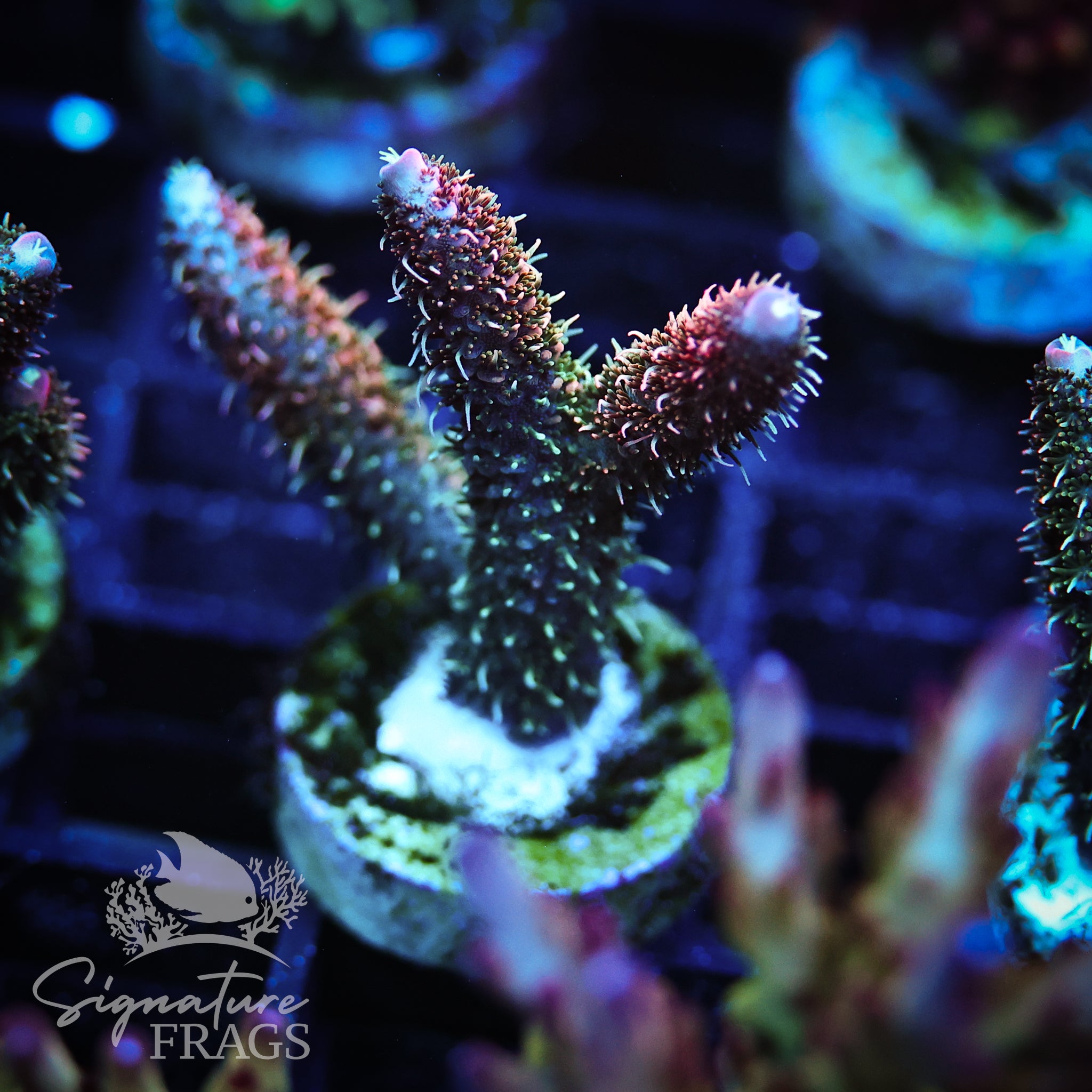 Acropora – Signature frags