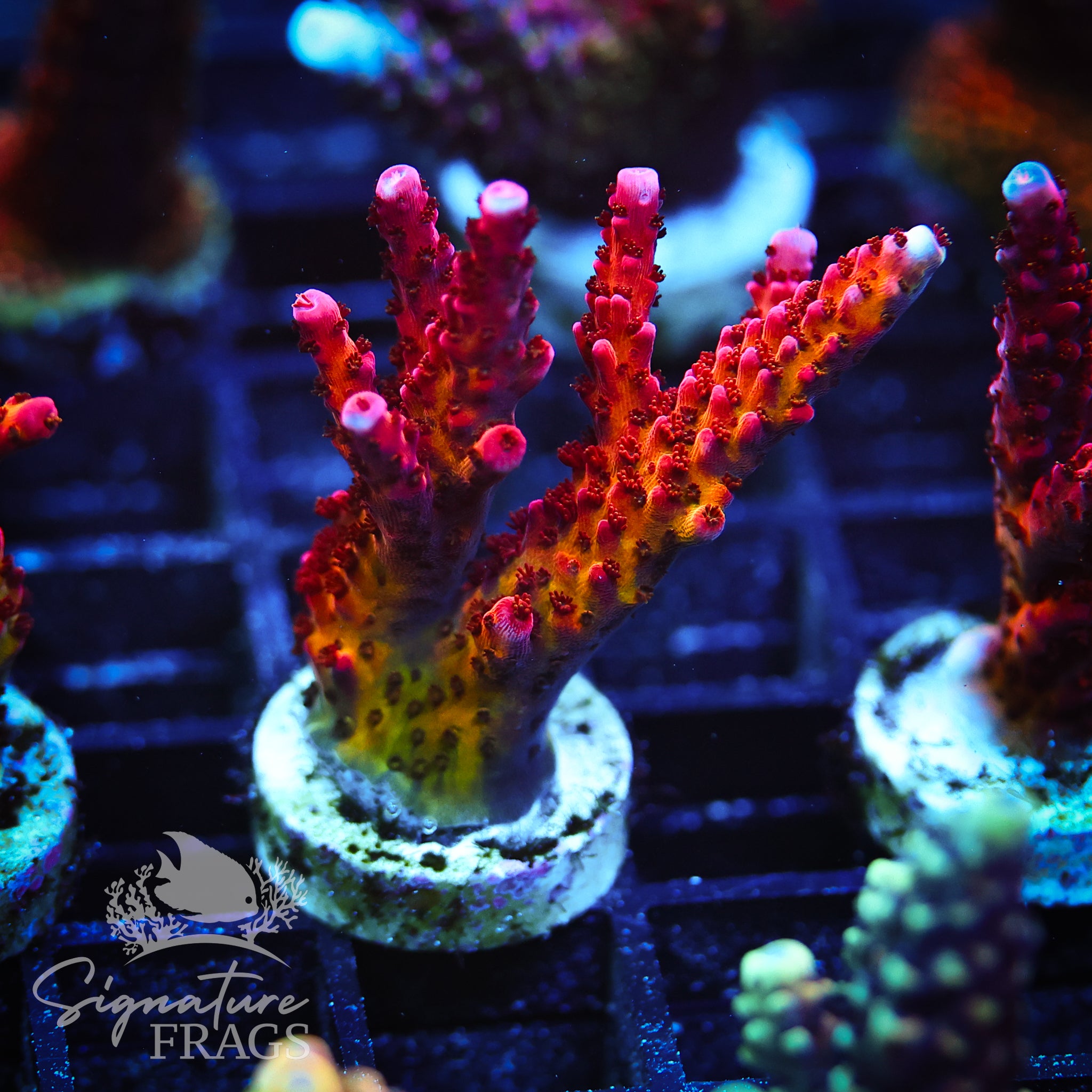 Acropora – Signature frags