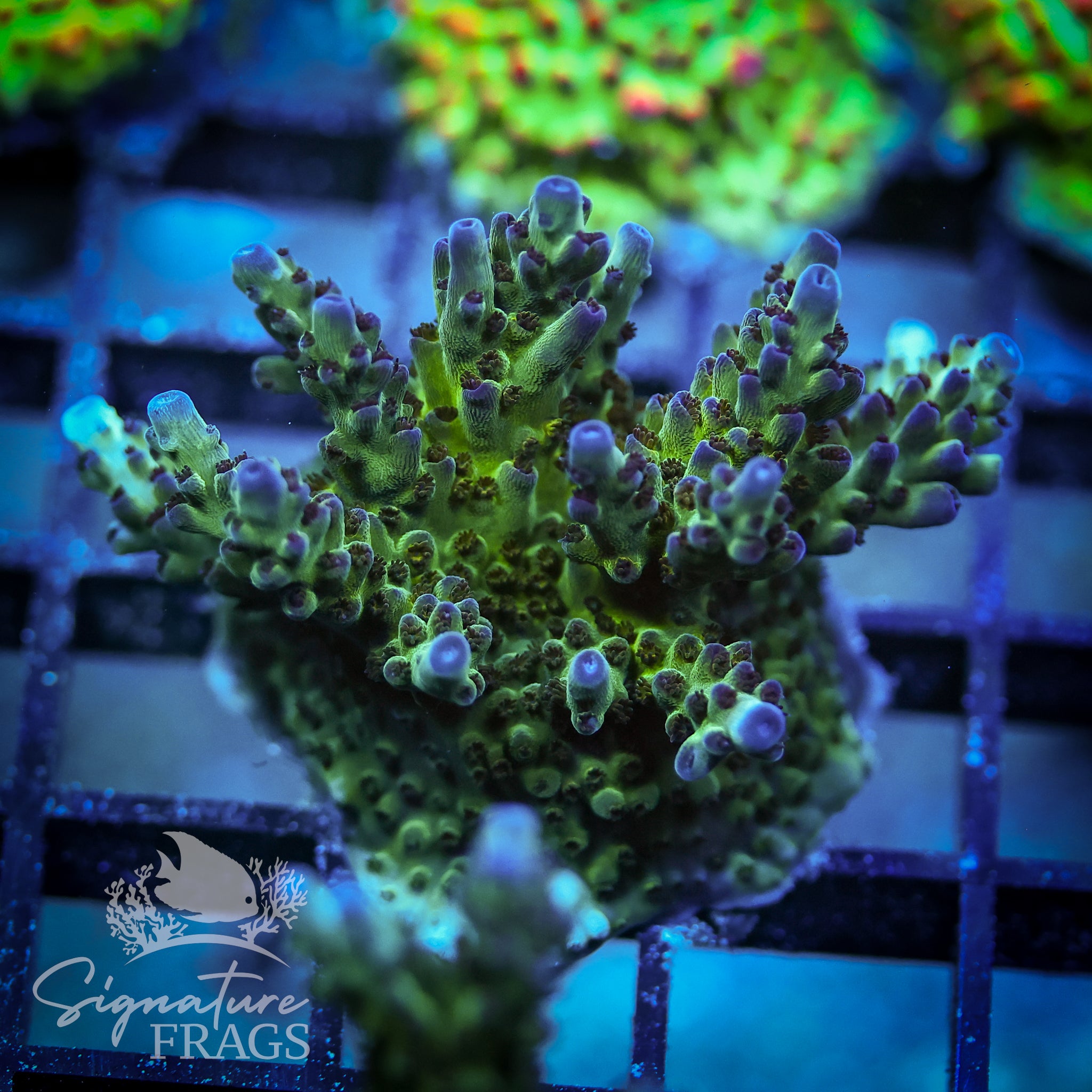 Acropora – Signature frags