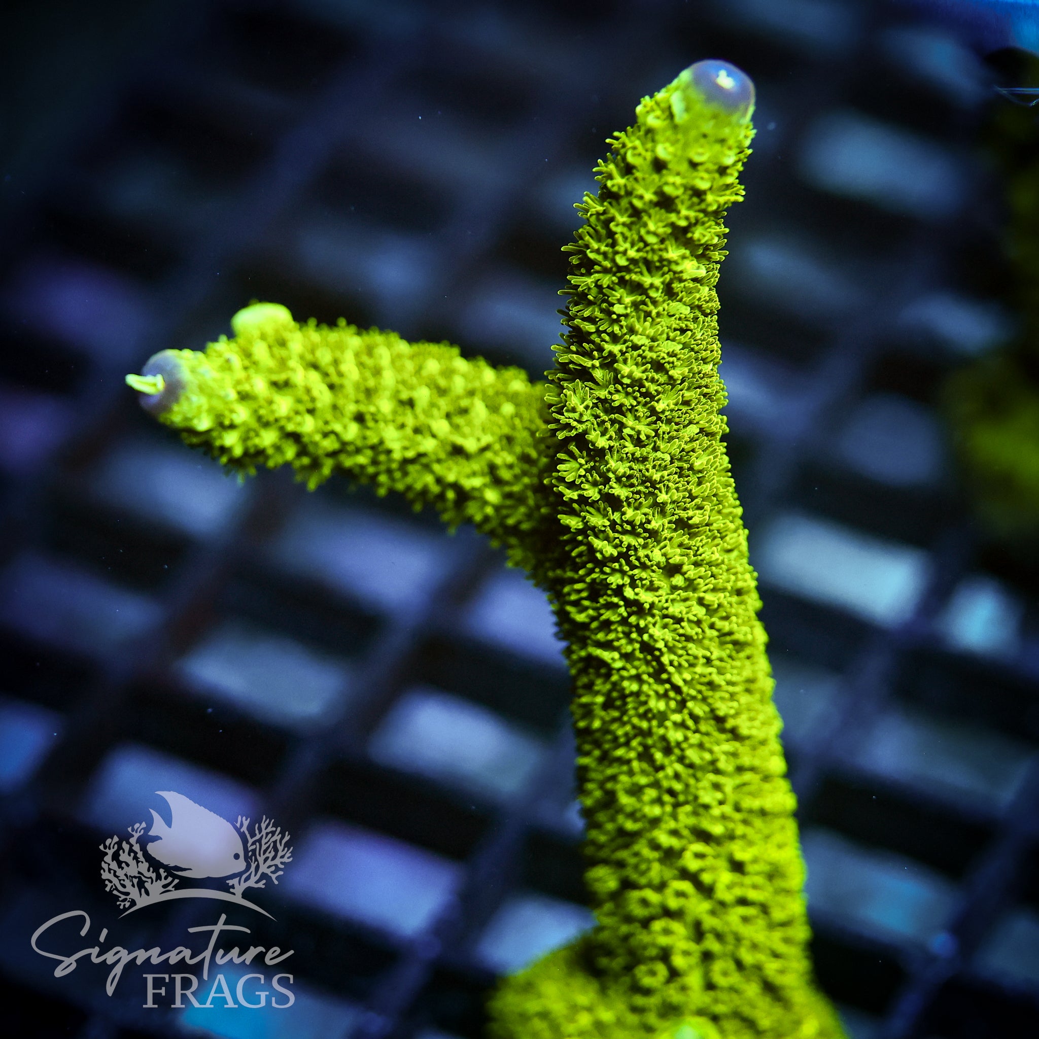Acropora – Signature frags