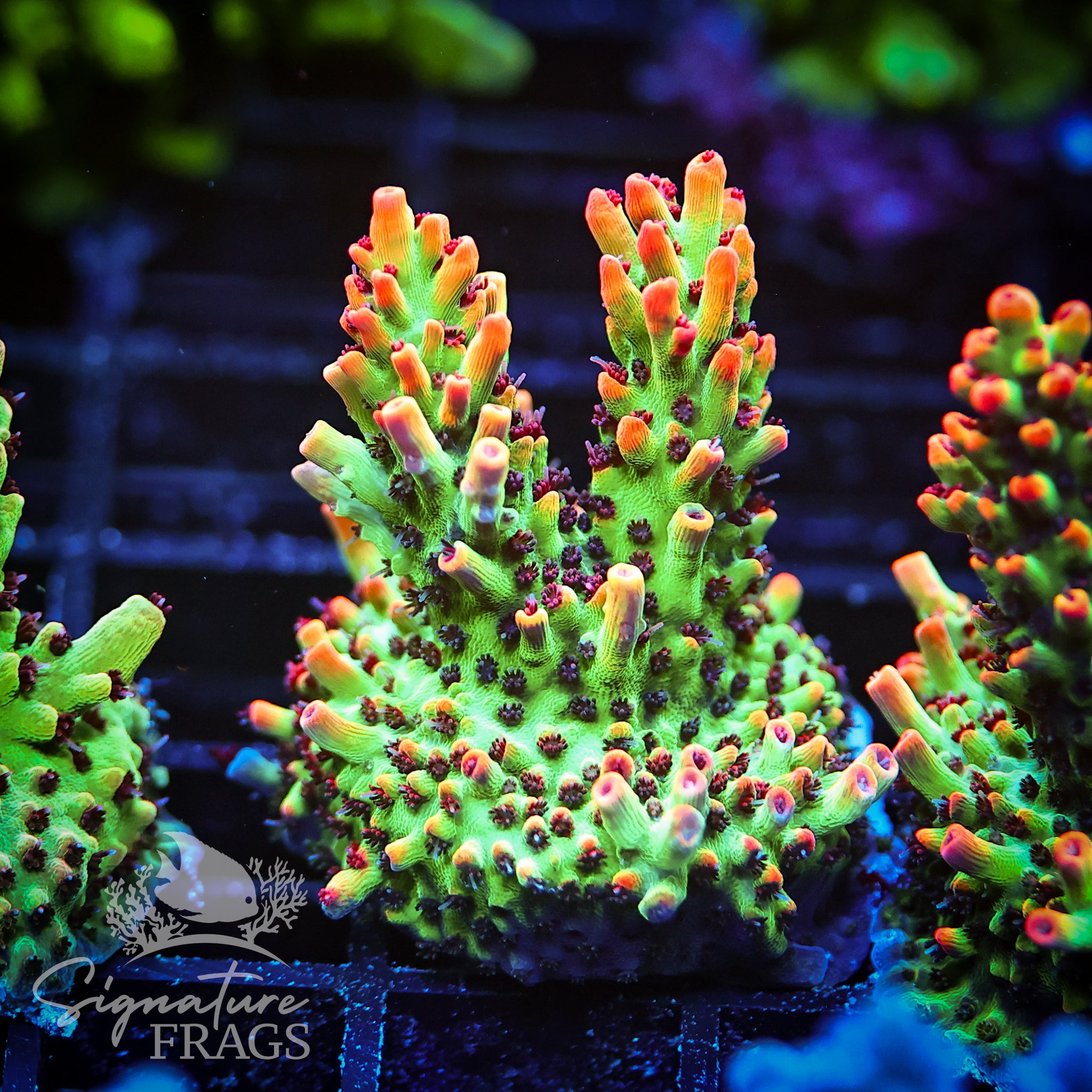 Acropora – Signature frags