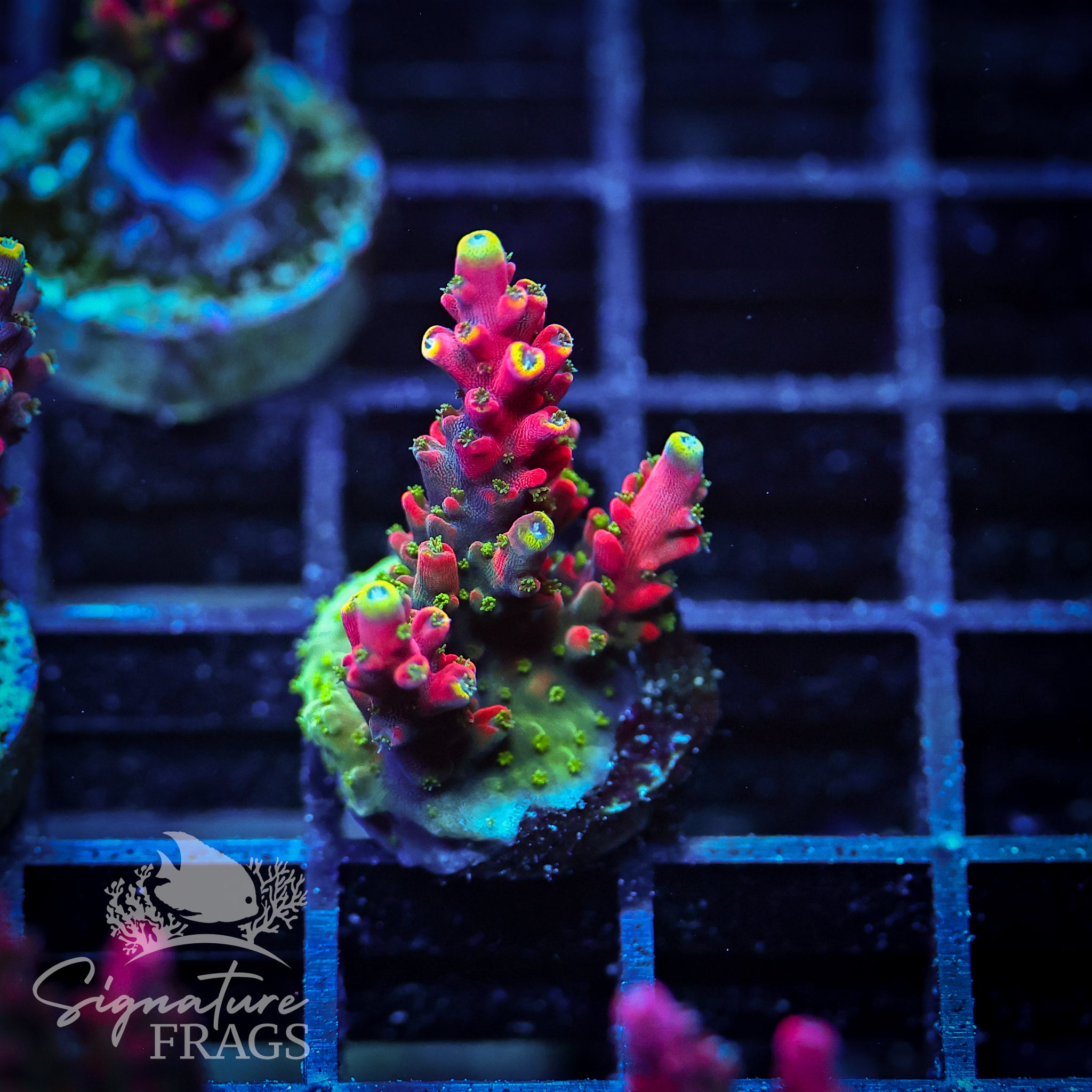 Acropora – Signature frags