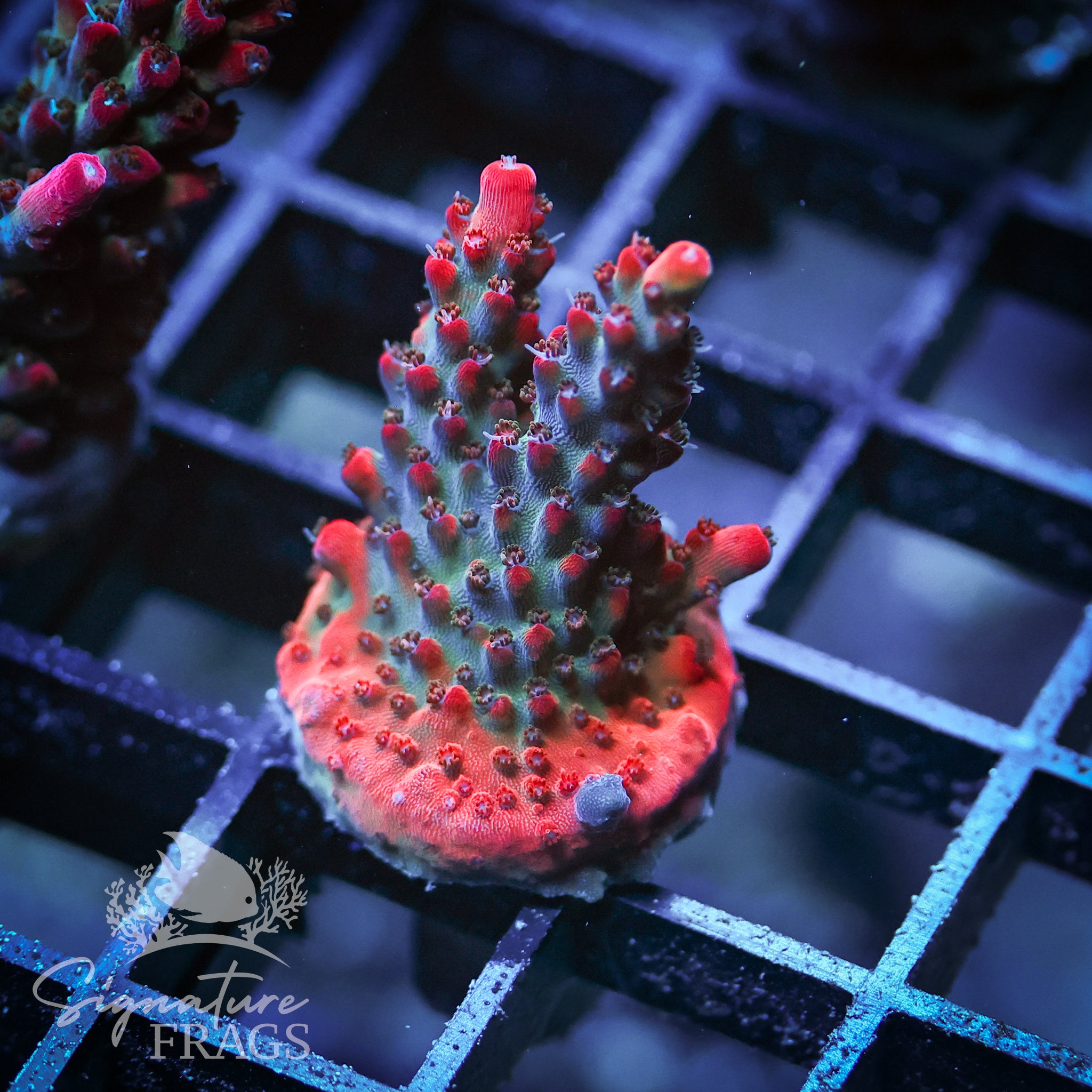 Acropora – Signature frags