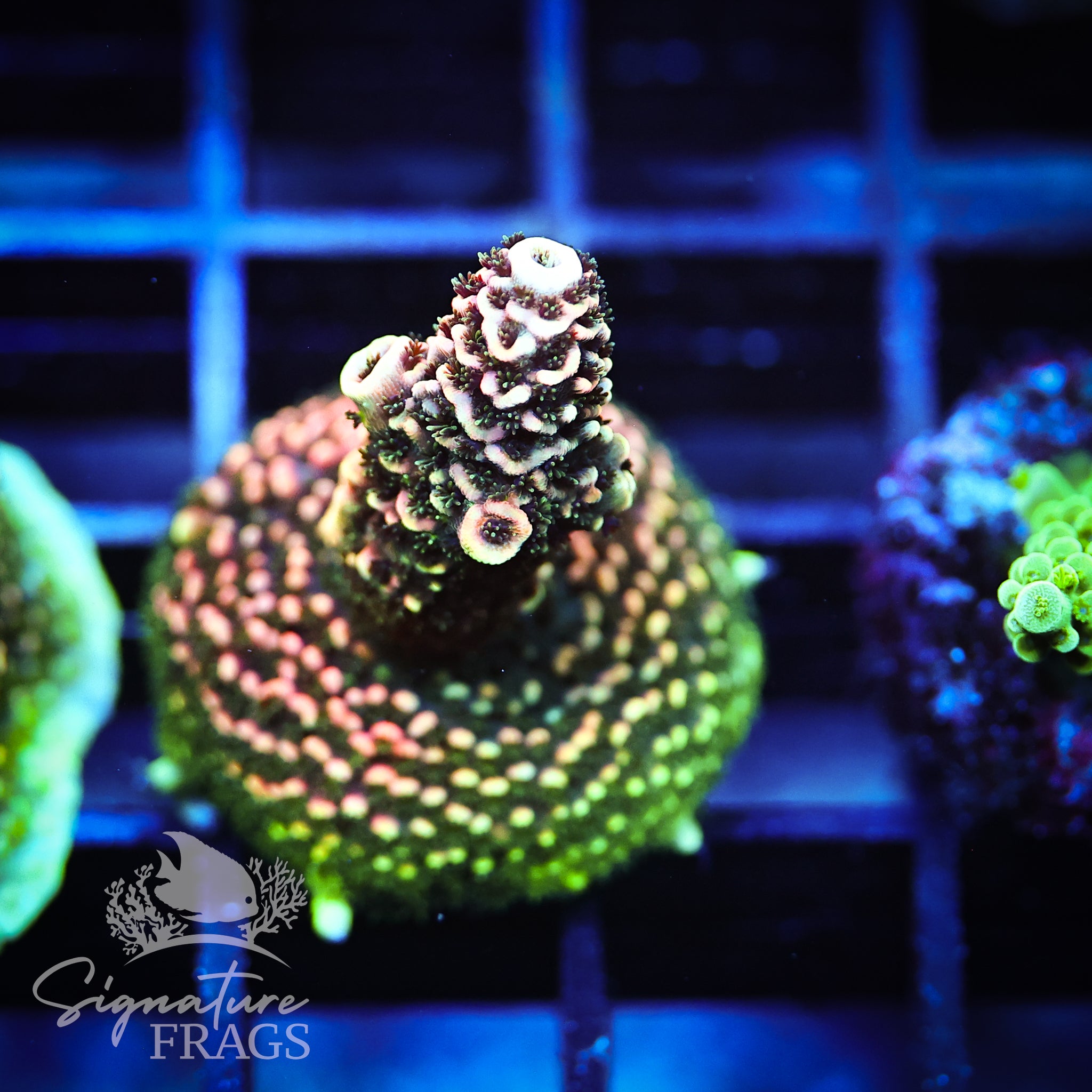 Acropora – Signature frags