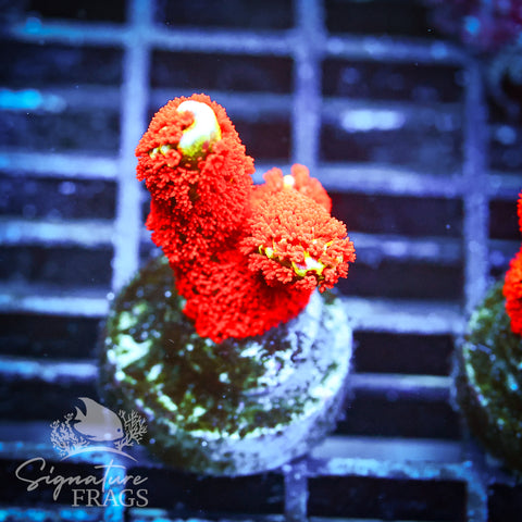 Forest Fire – Signature frags