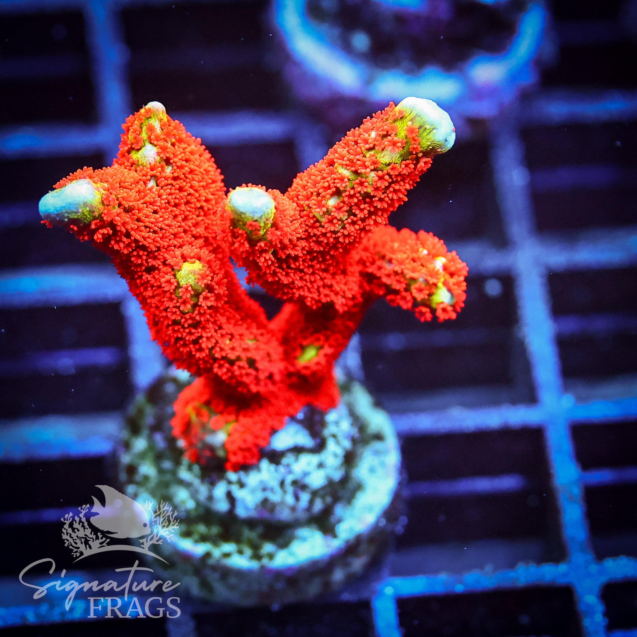 Forest Fire – Signature frags