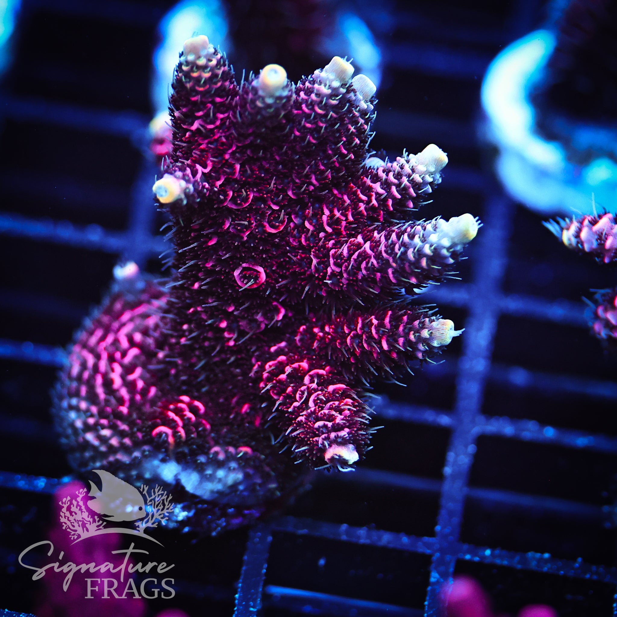 Acropora – Signature frags