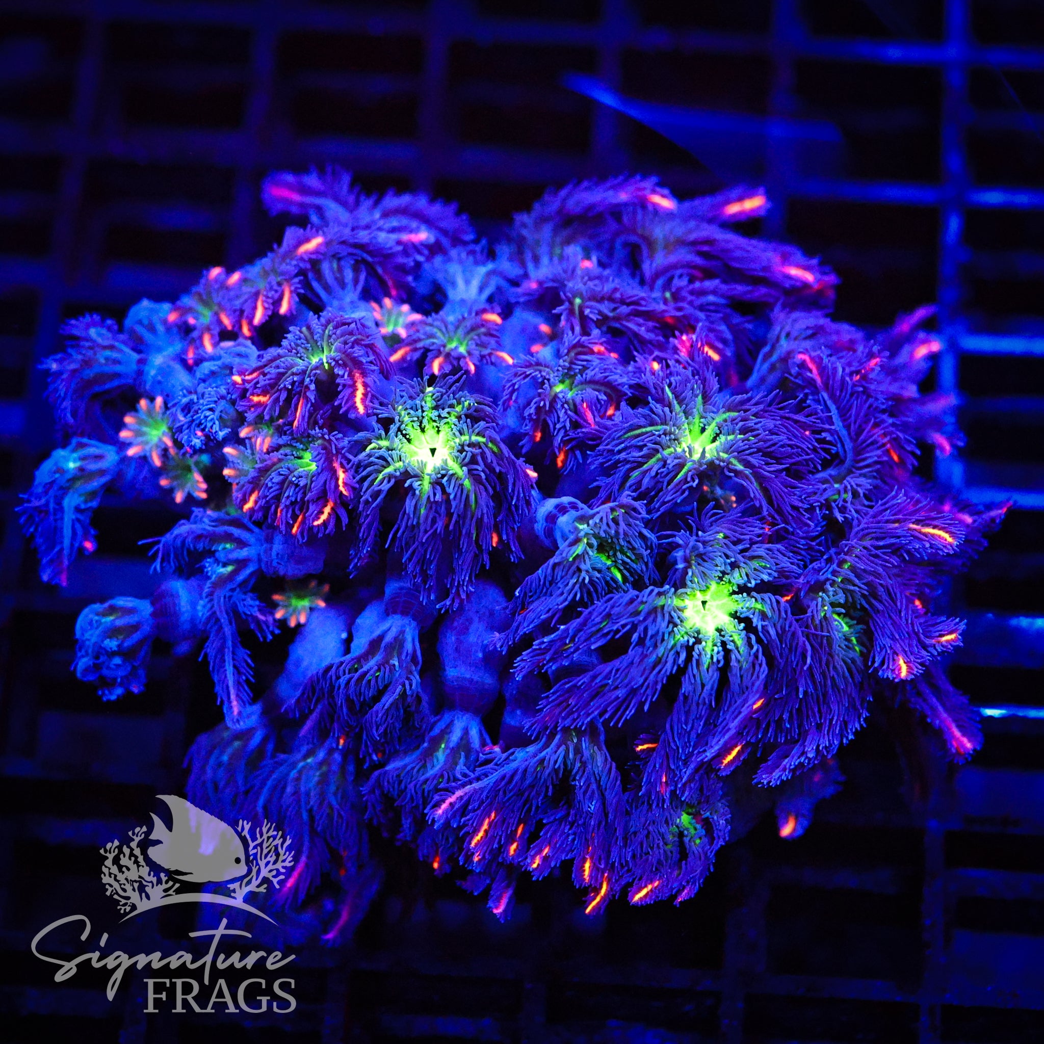 Fireworks Clove Polyps – Signature frags