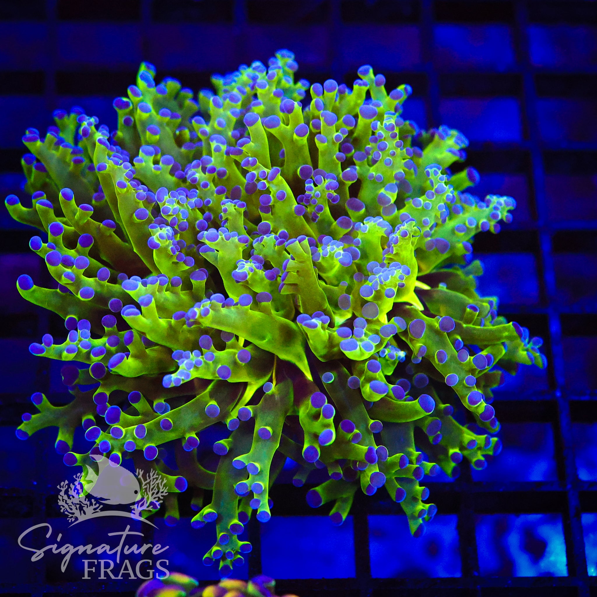 Frogspawn – Signature frags