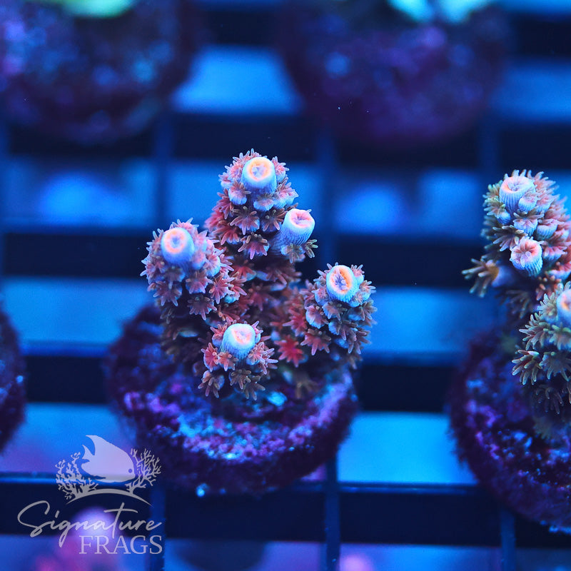 All LPS – Page 2 – Signature frags