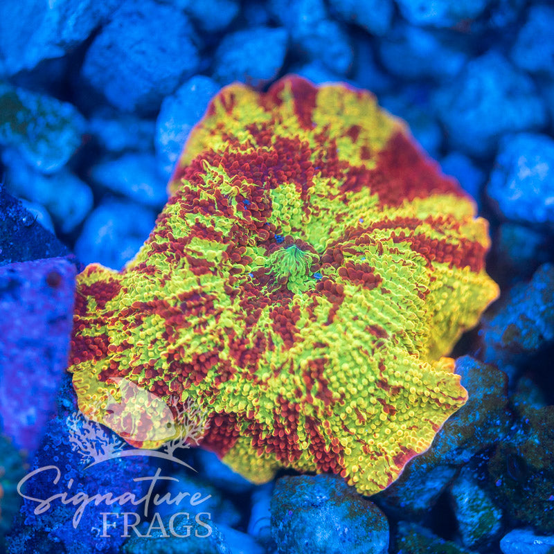 All LPS – Page 6 – Signature frags