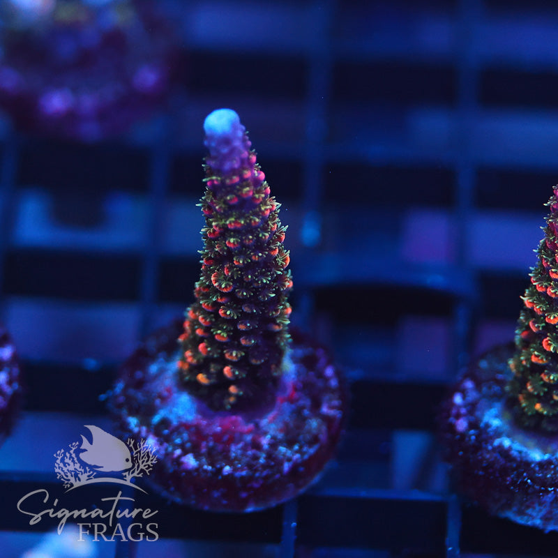 Mushroom – Signature frags