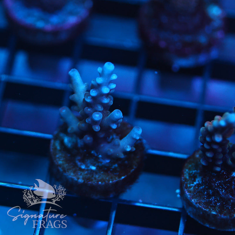 Anacropora – Signature frags