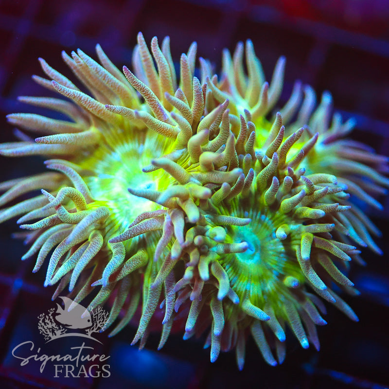Duncan – Signature frags