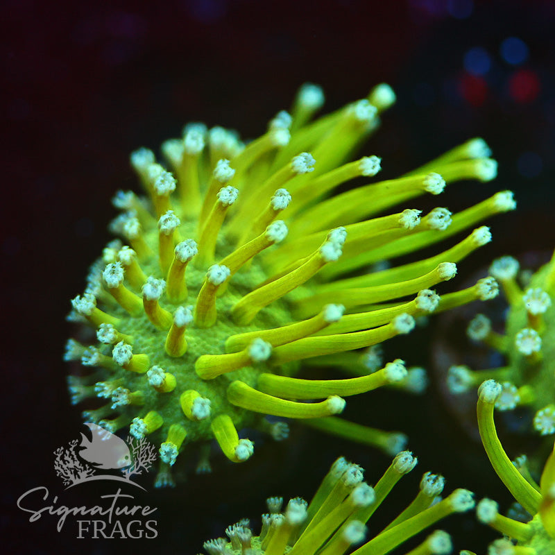 Japanese Deep Water Toadstool – Signature frags