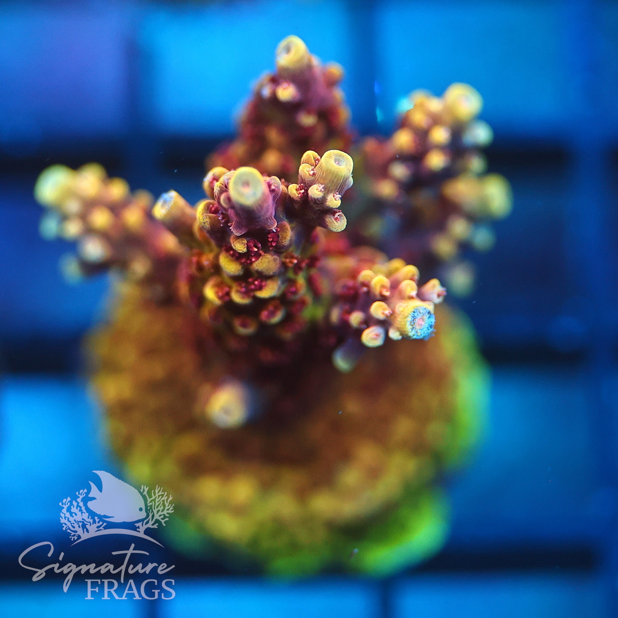 Acropora – Signature frags