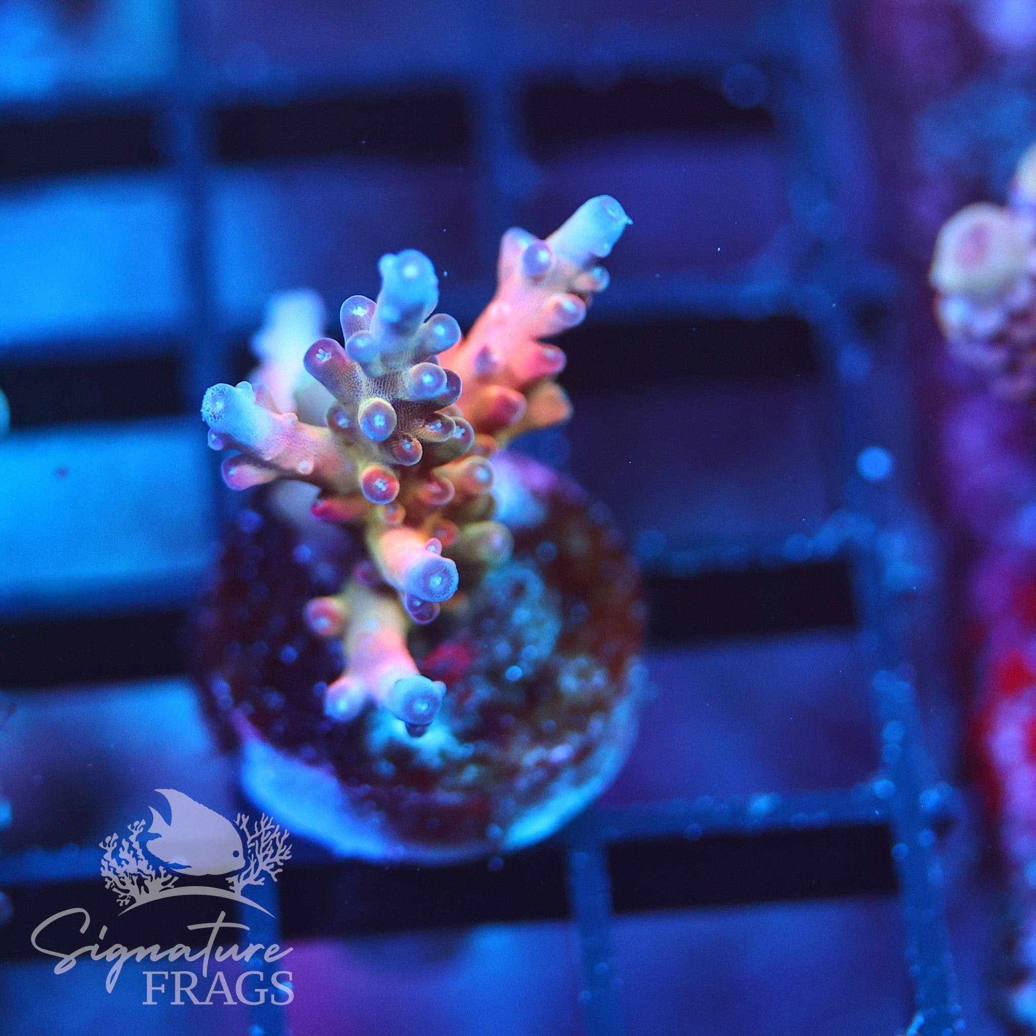 Acropora – Signature frags
