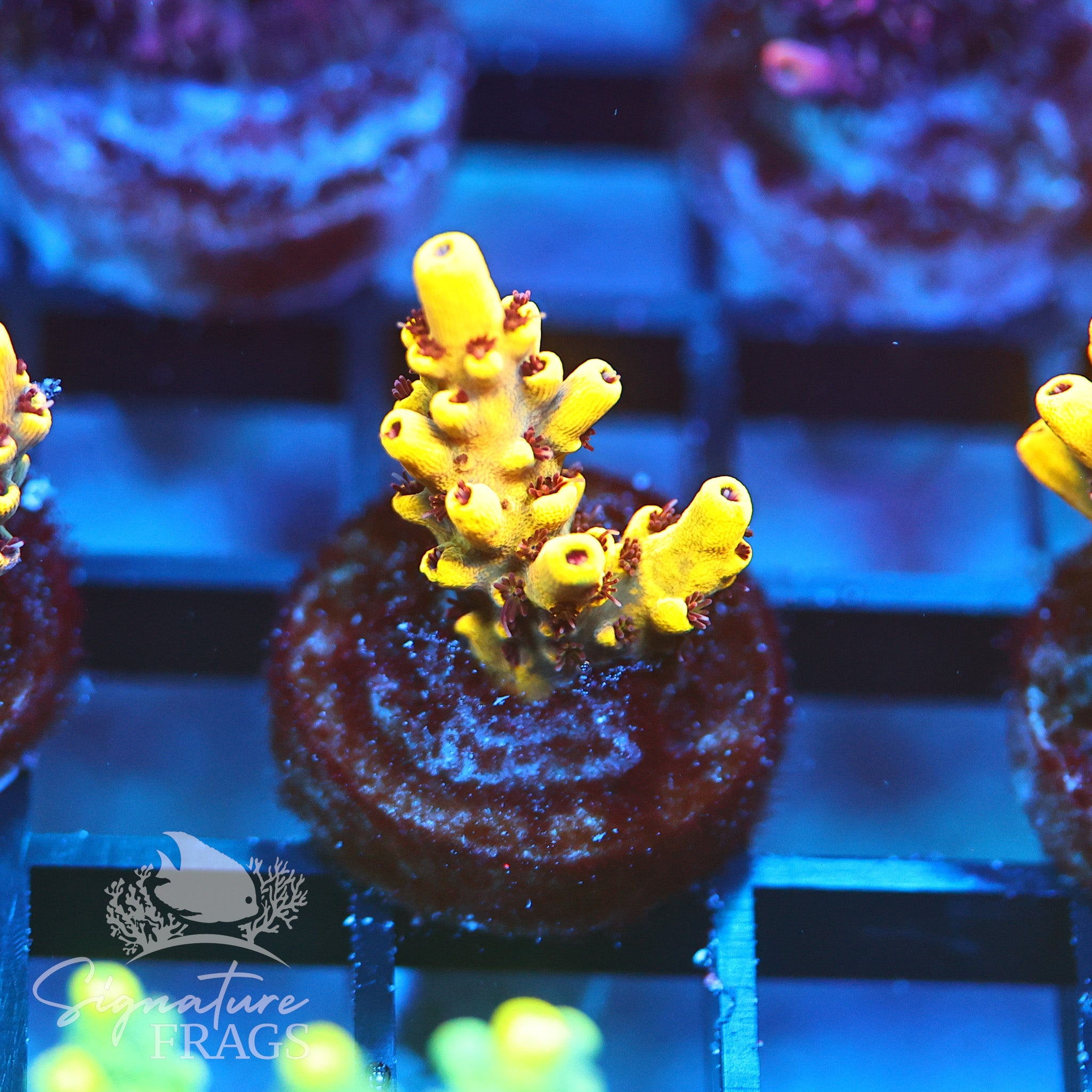 Acropora – Signature frags