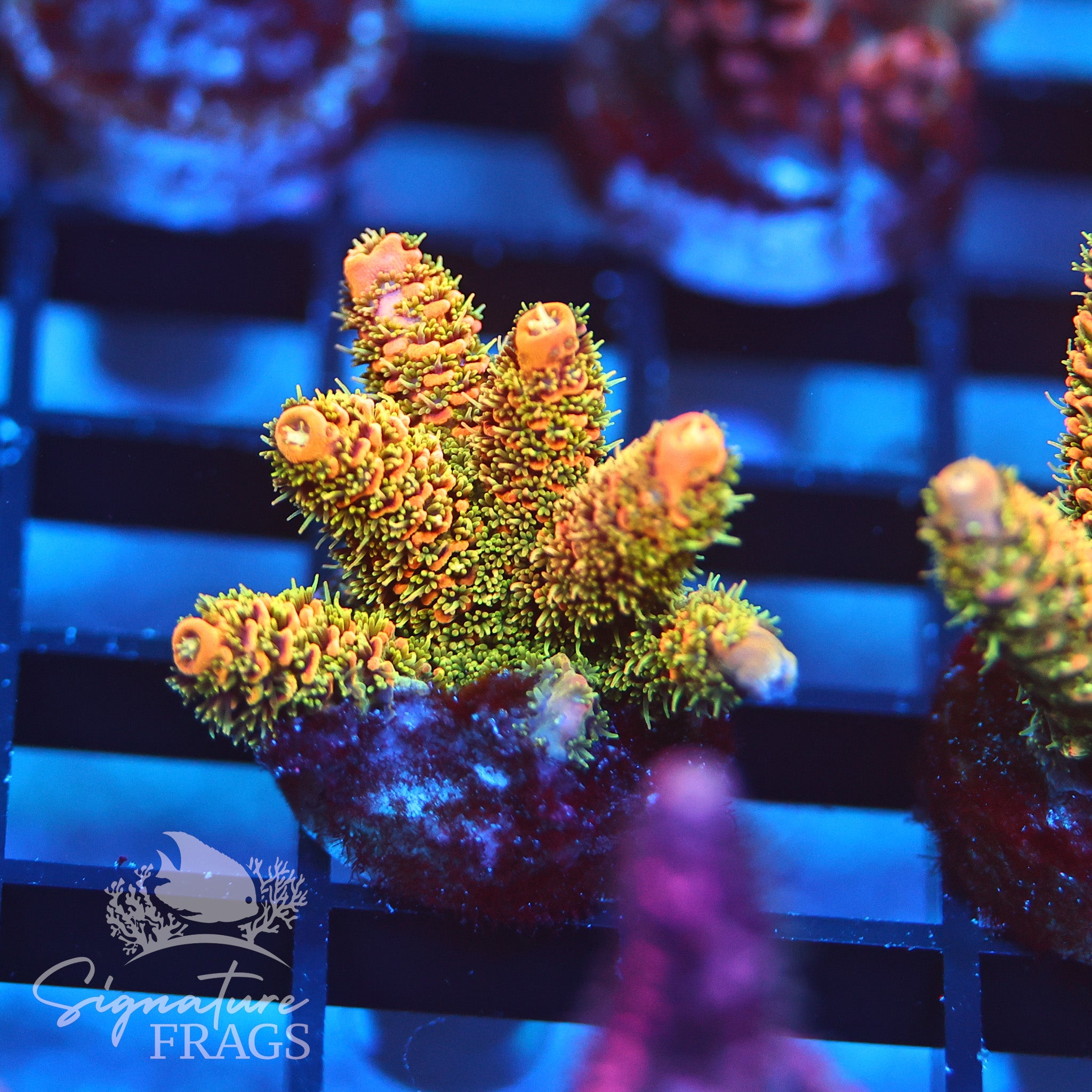 Solar Flare – Signature frags