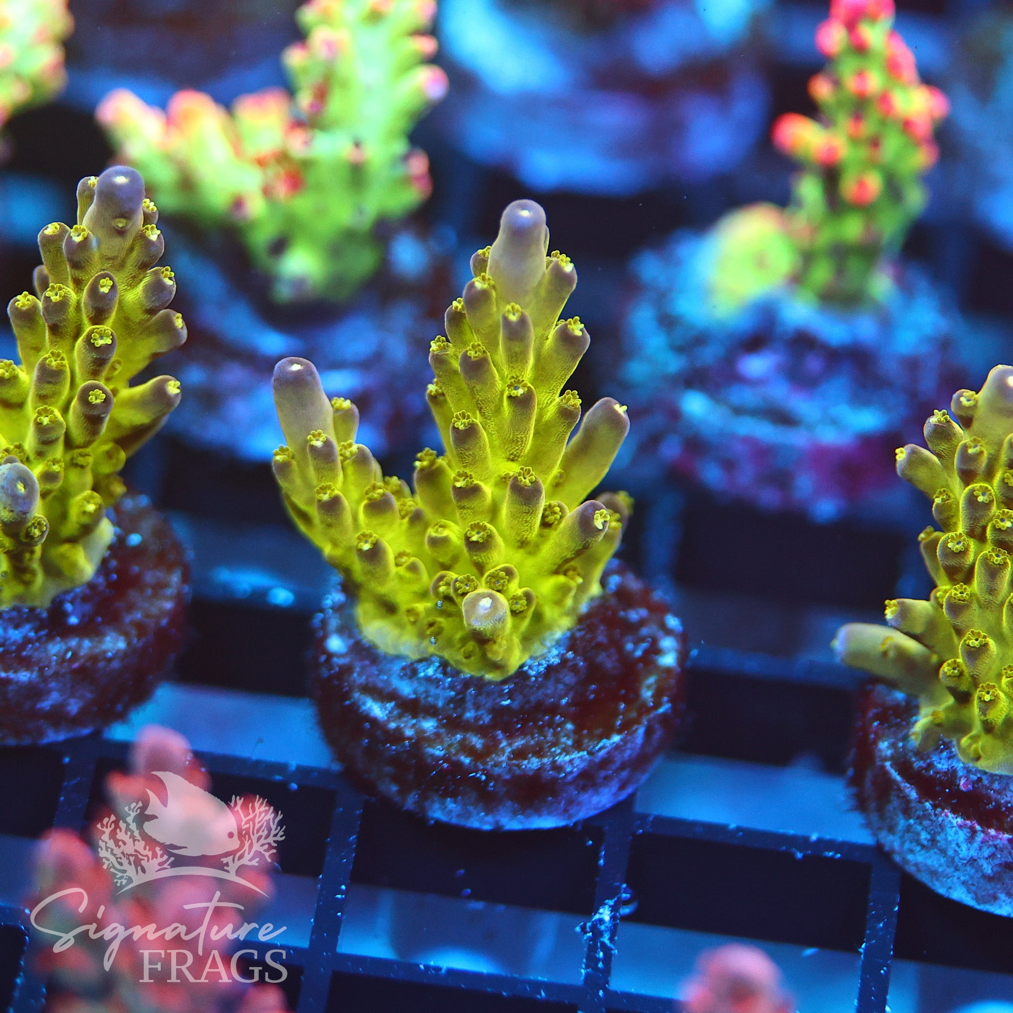 Northern Lights – Signature frags