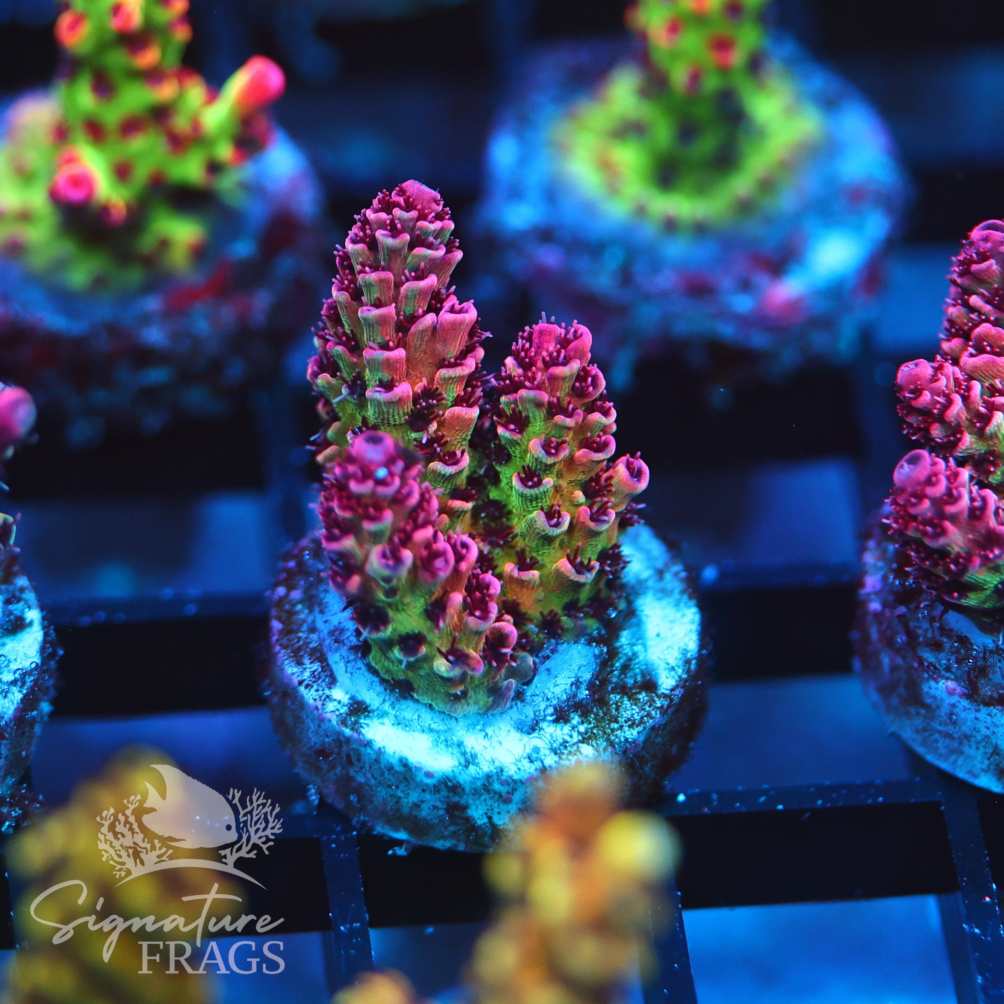 Acropora – Signature frags