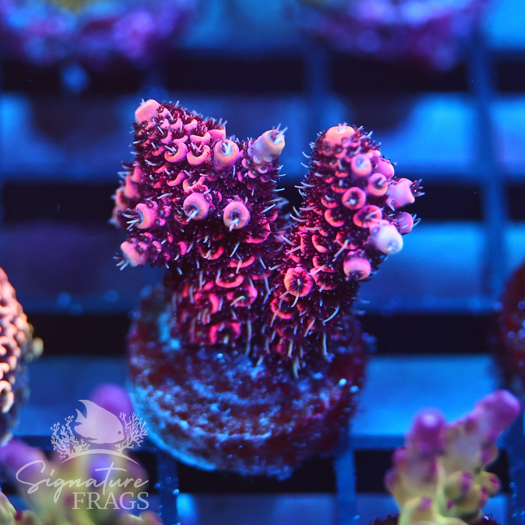 Acropora – Signature frags