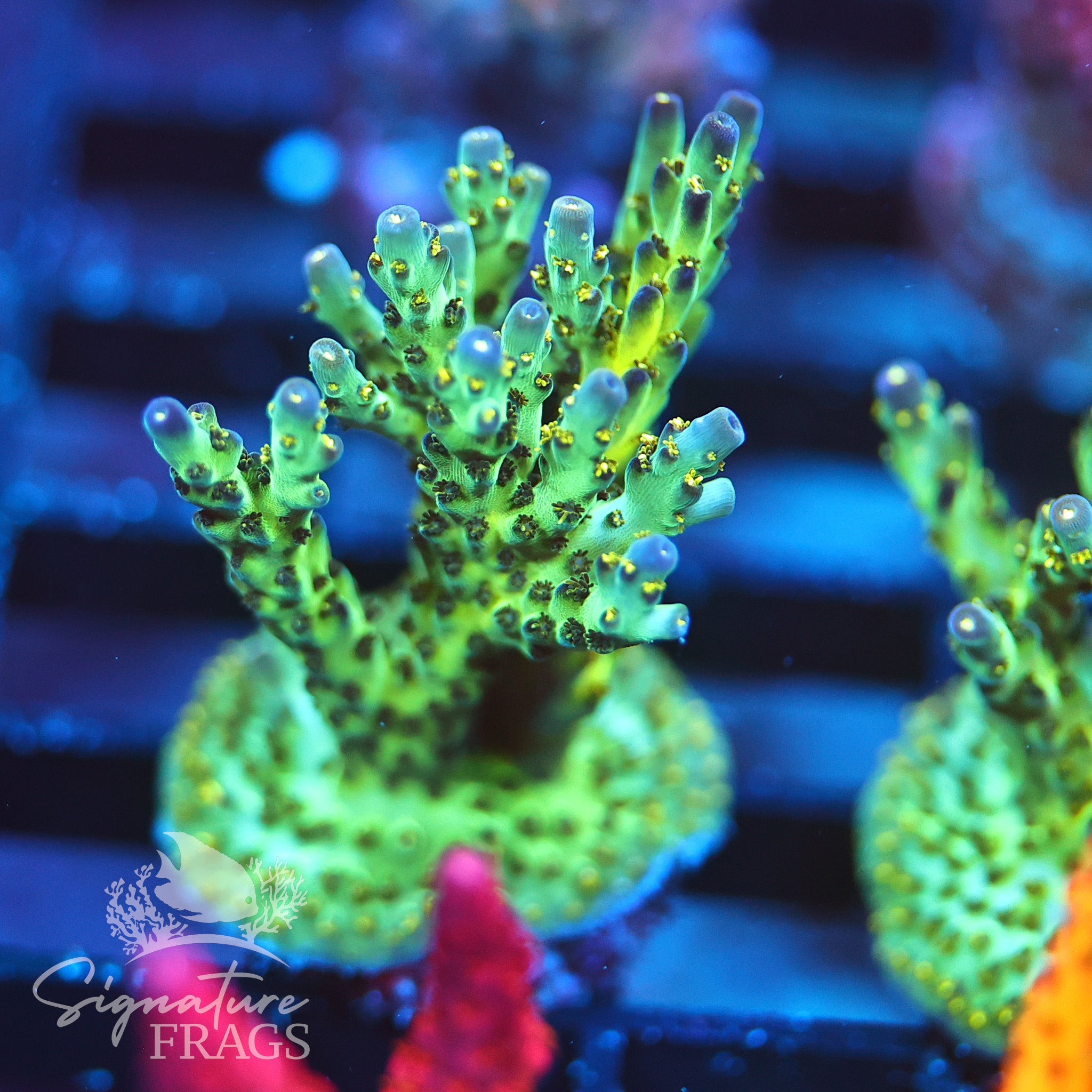Acropora – Signature frags