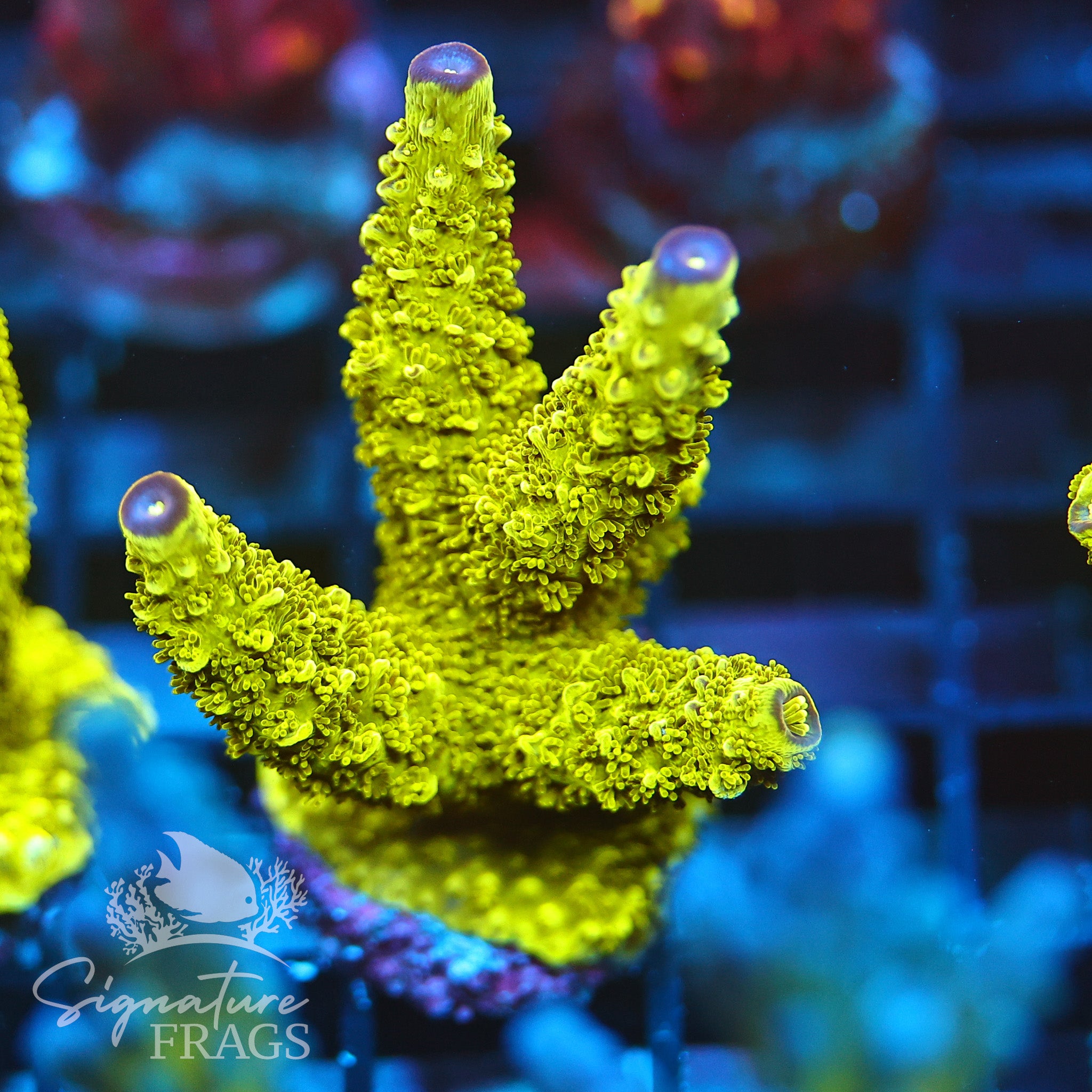 Acropora – Signature frags