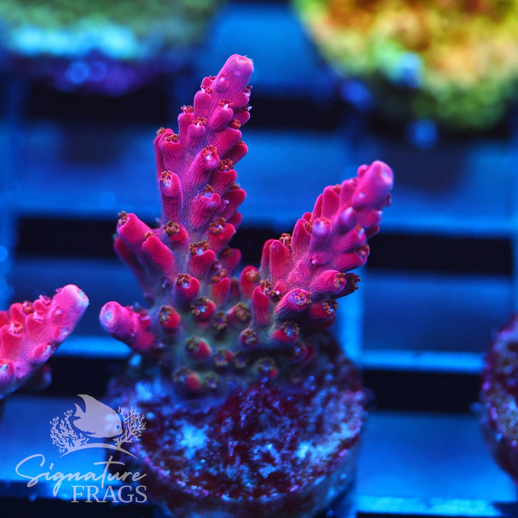 Acropora – Signature frags