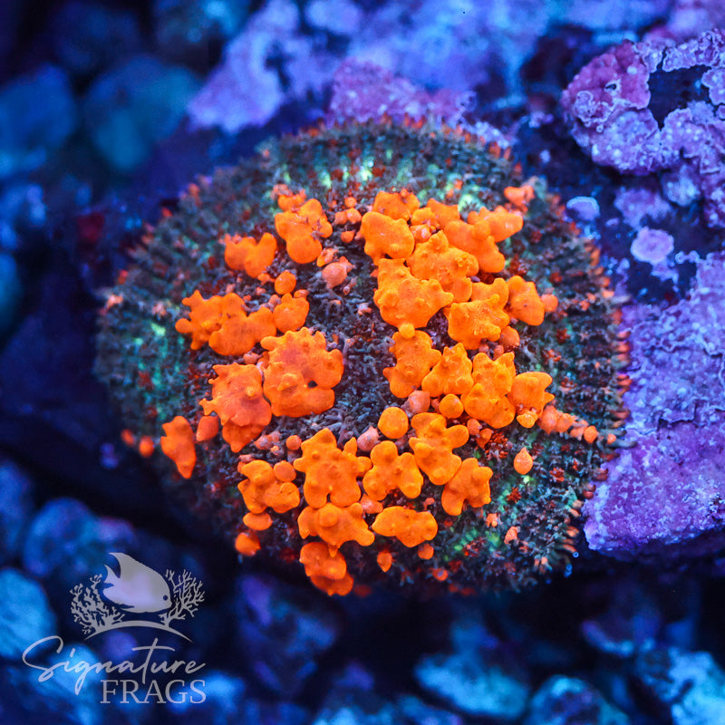 Mushroom – Signature frags