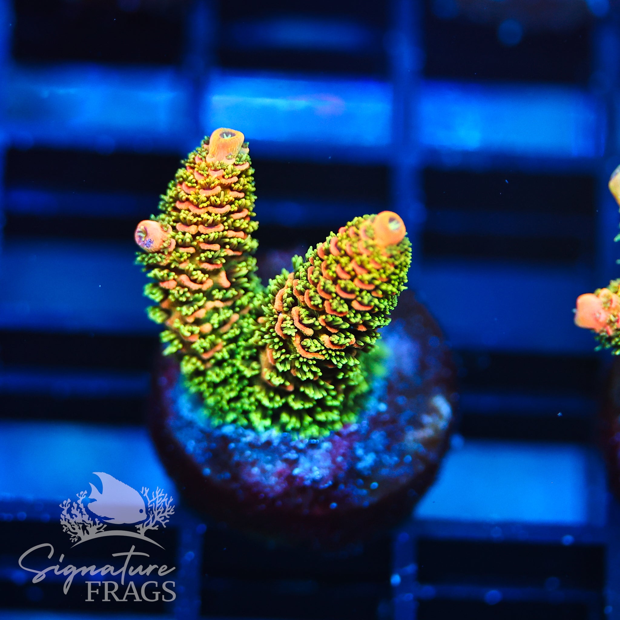 Solar Flare – Signature frags
