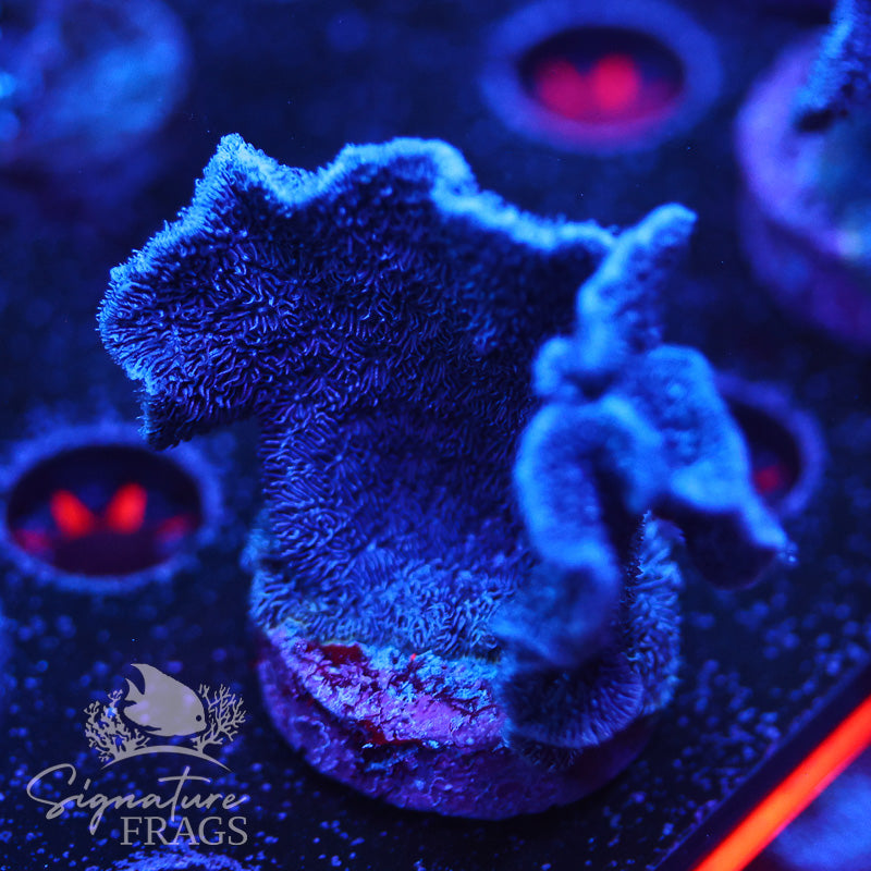 Pavona – Signature frags