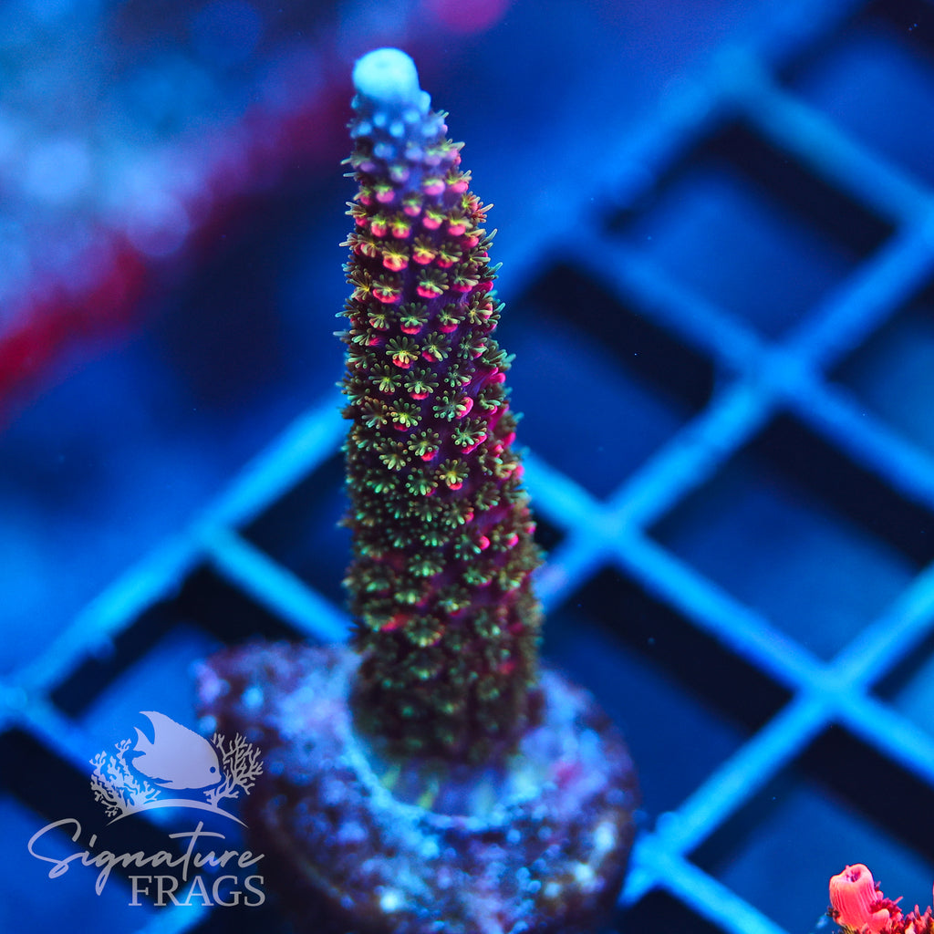 Lobophyllia – Signature frags
