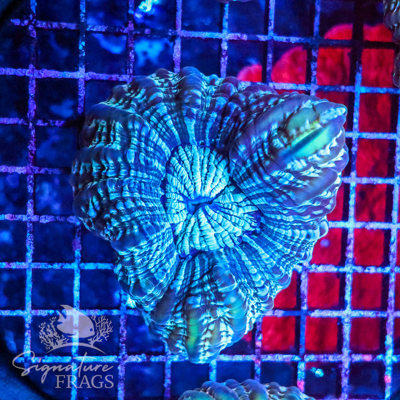 Cynarina – Signature frags