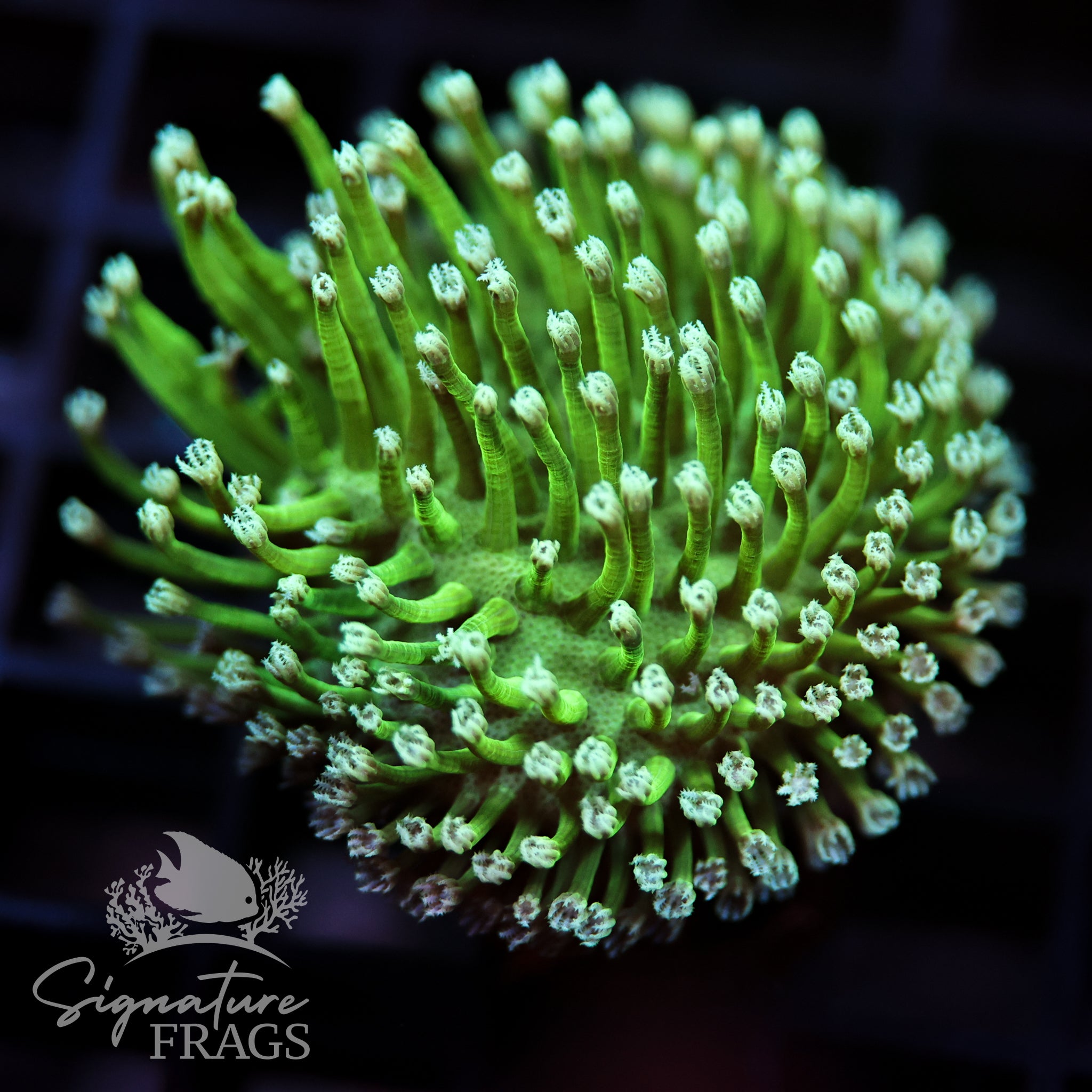 Toadstool Coral Green Long Polyp Toadstool Coral