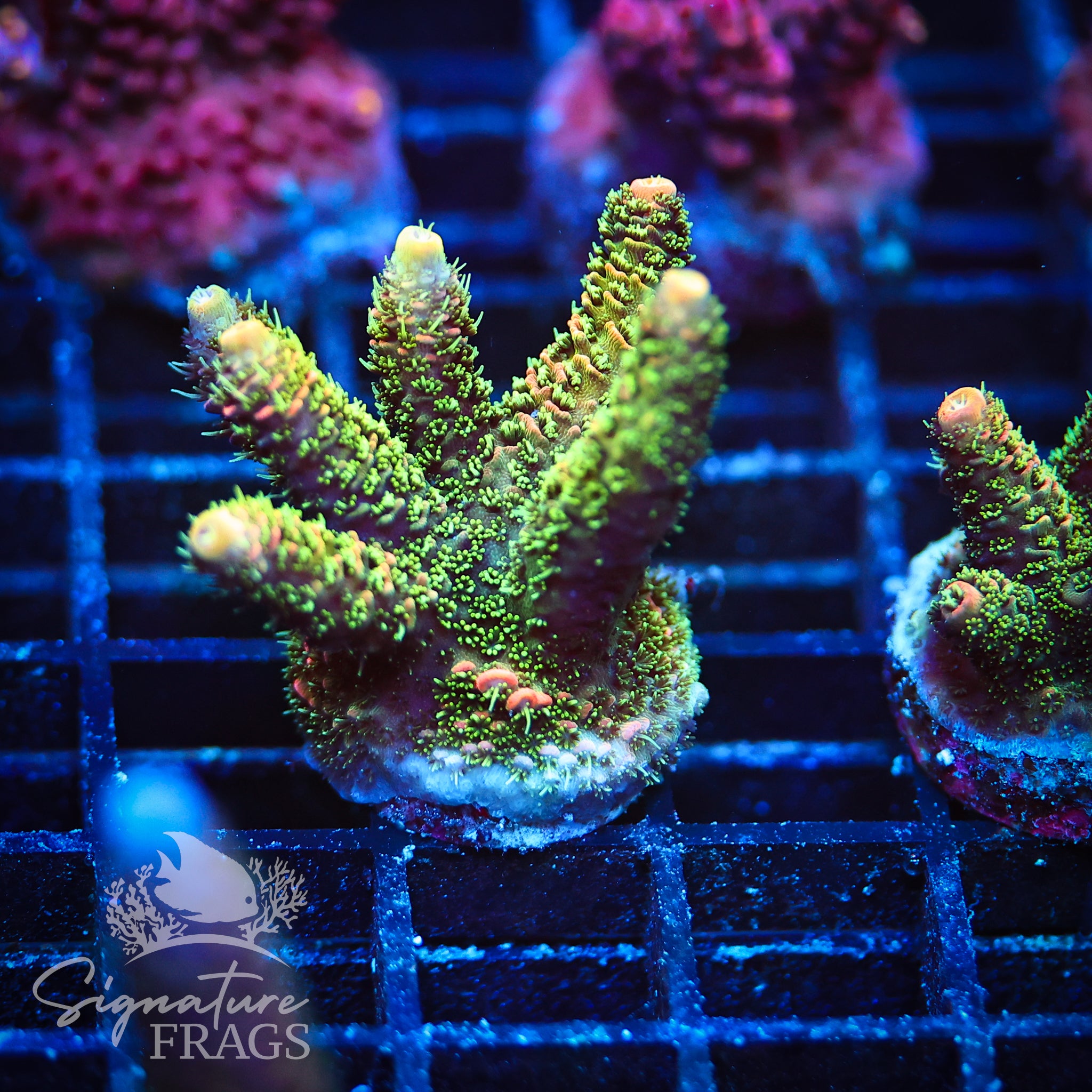 Solar Flare – Signature frags