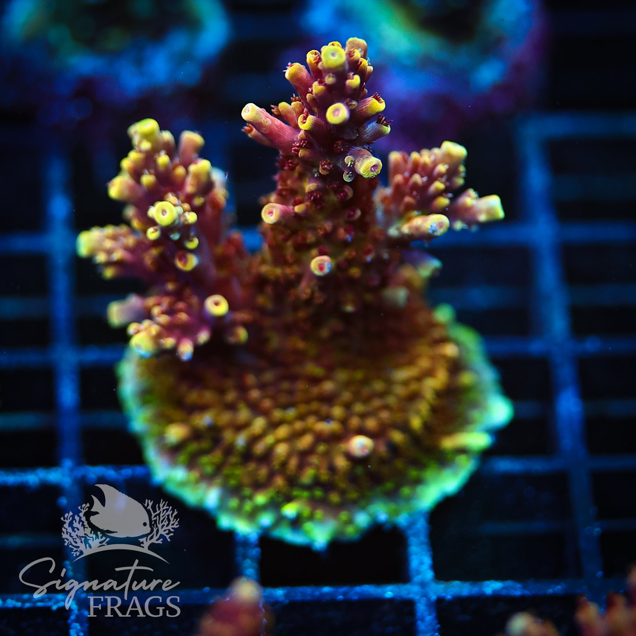 Red Caddy – Signature frags