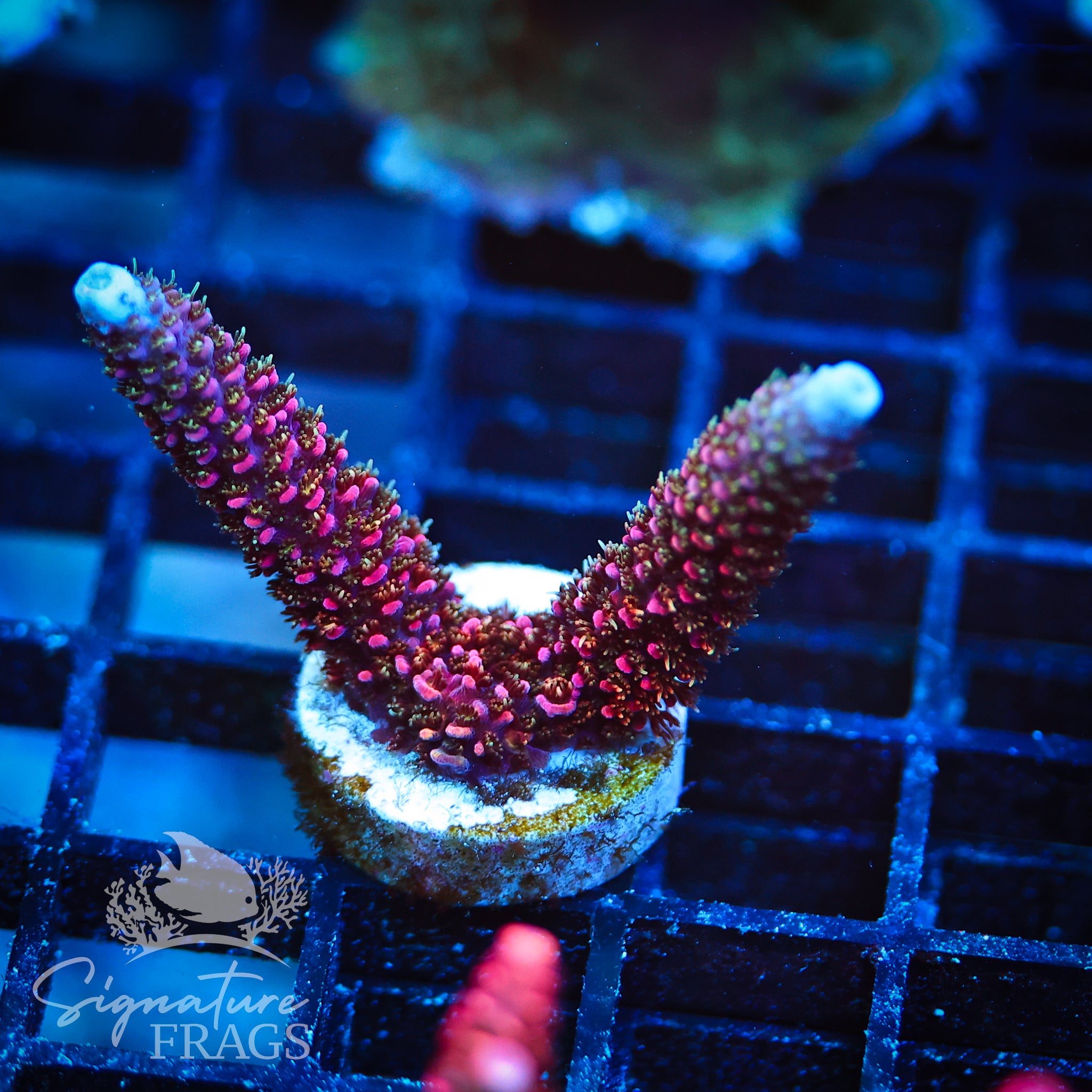 Acropora – Signature frags