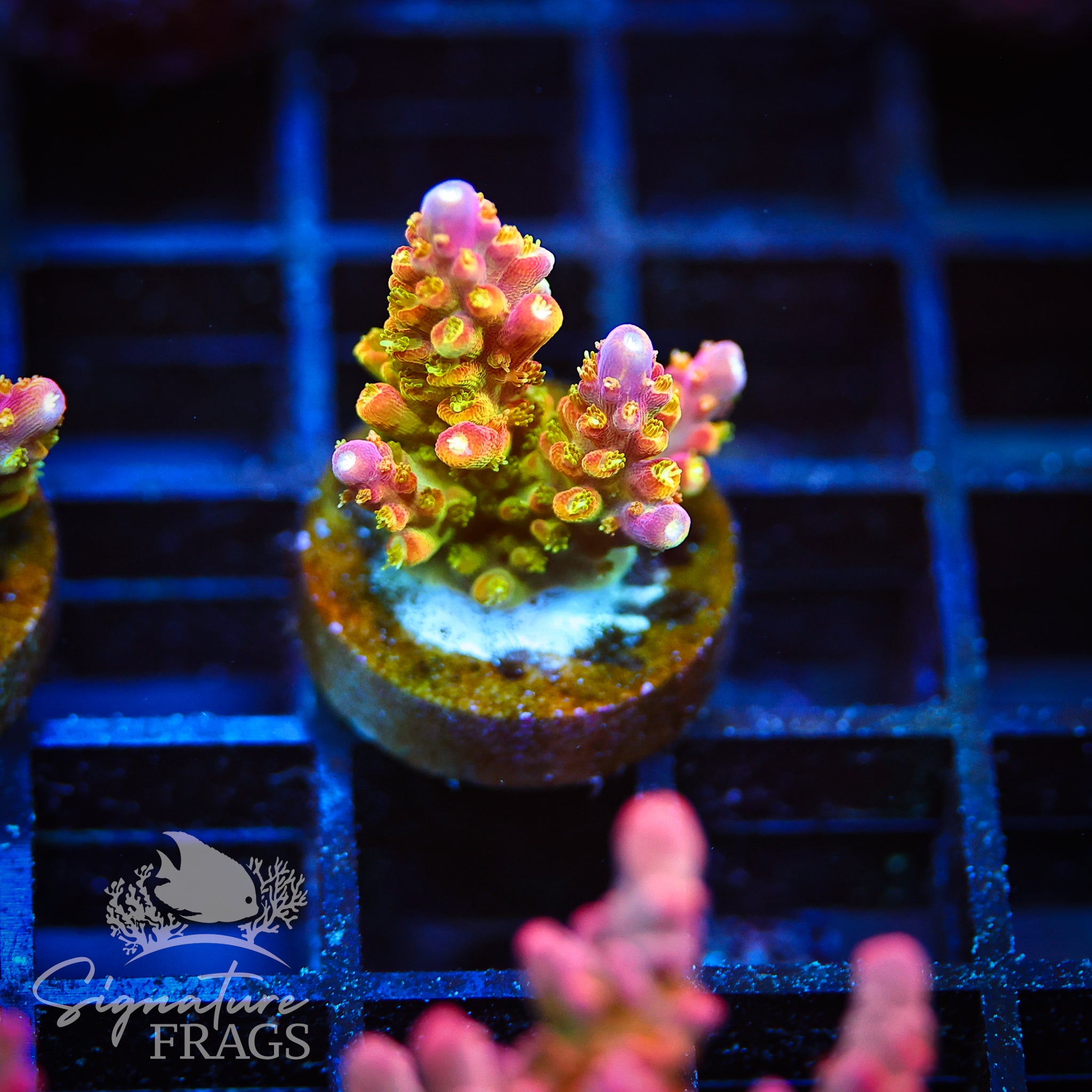 Acropora – Signature frags