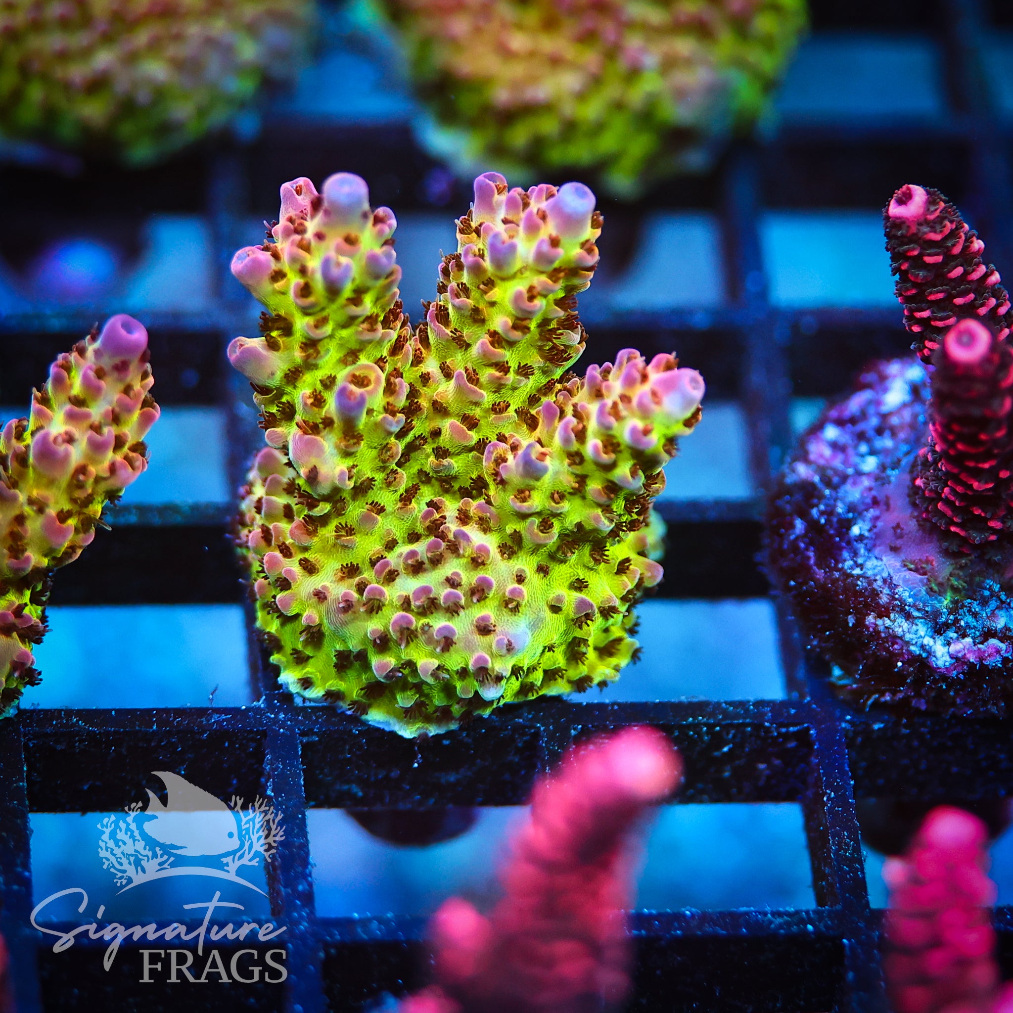 Acropora – Signature frags