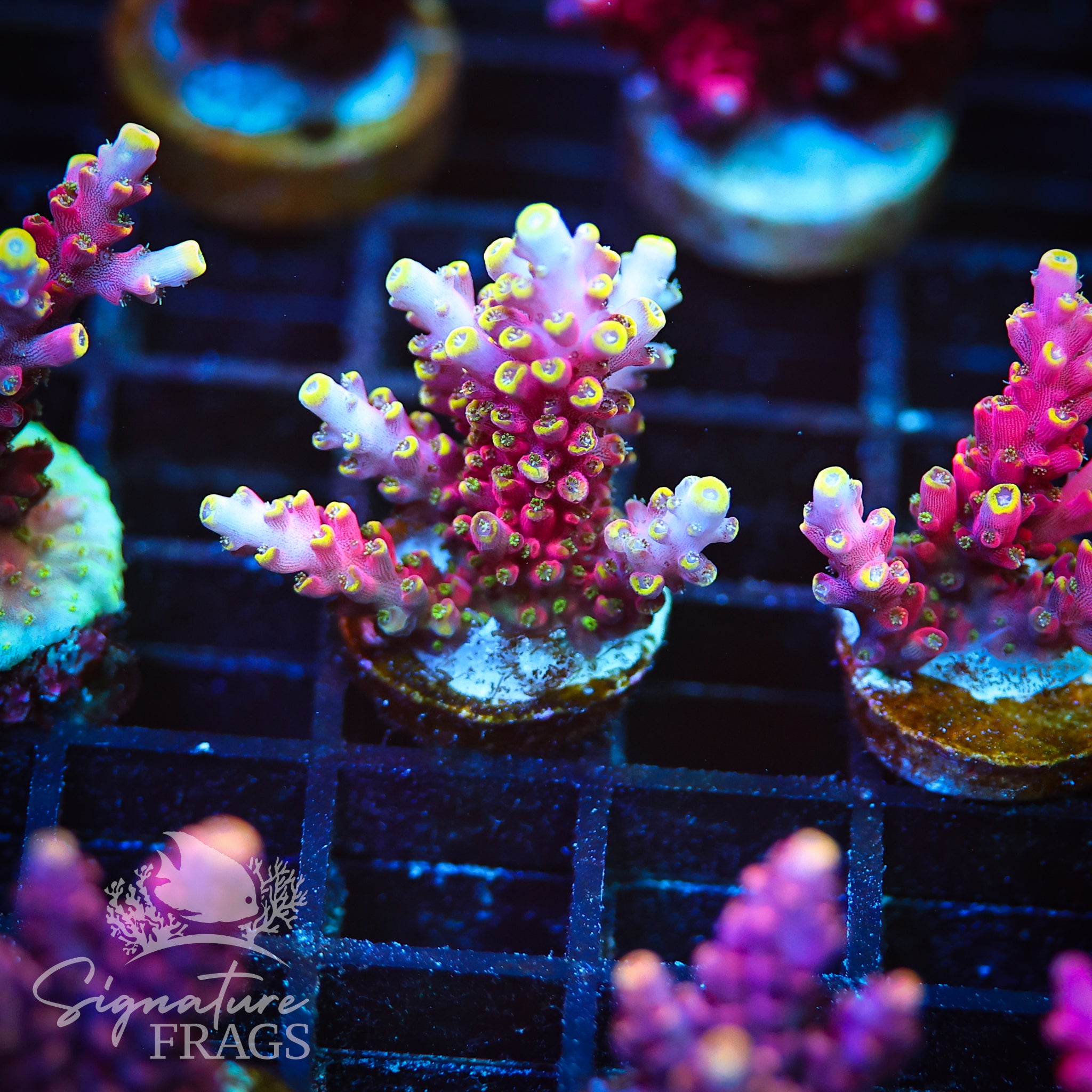 Acropora – Signature frags