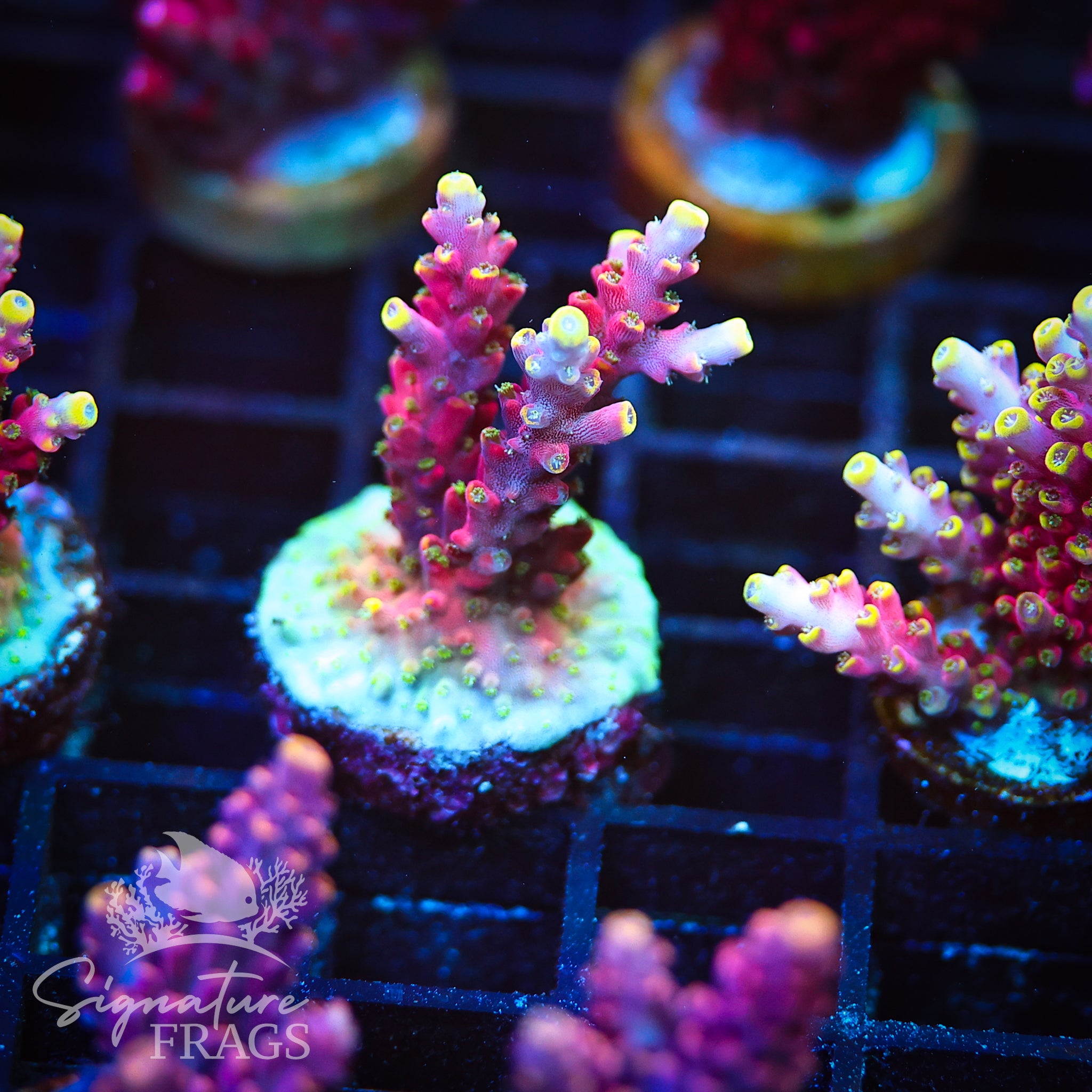Acropora – Signature frags