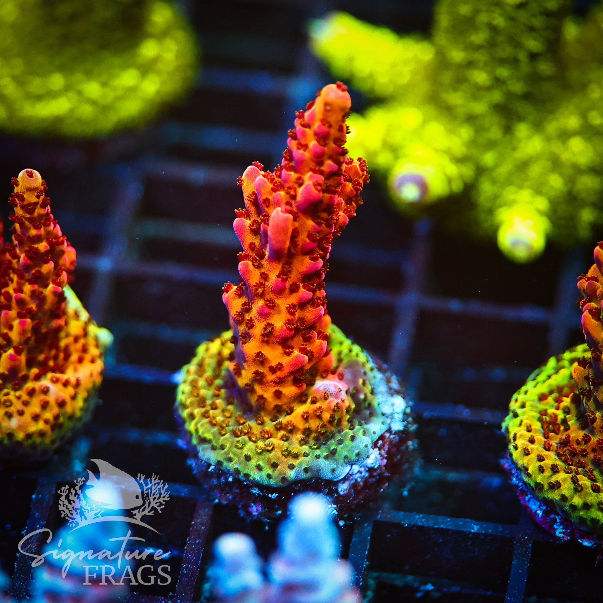 PC Rainbow – Signature frags